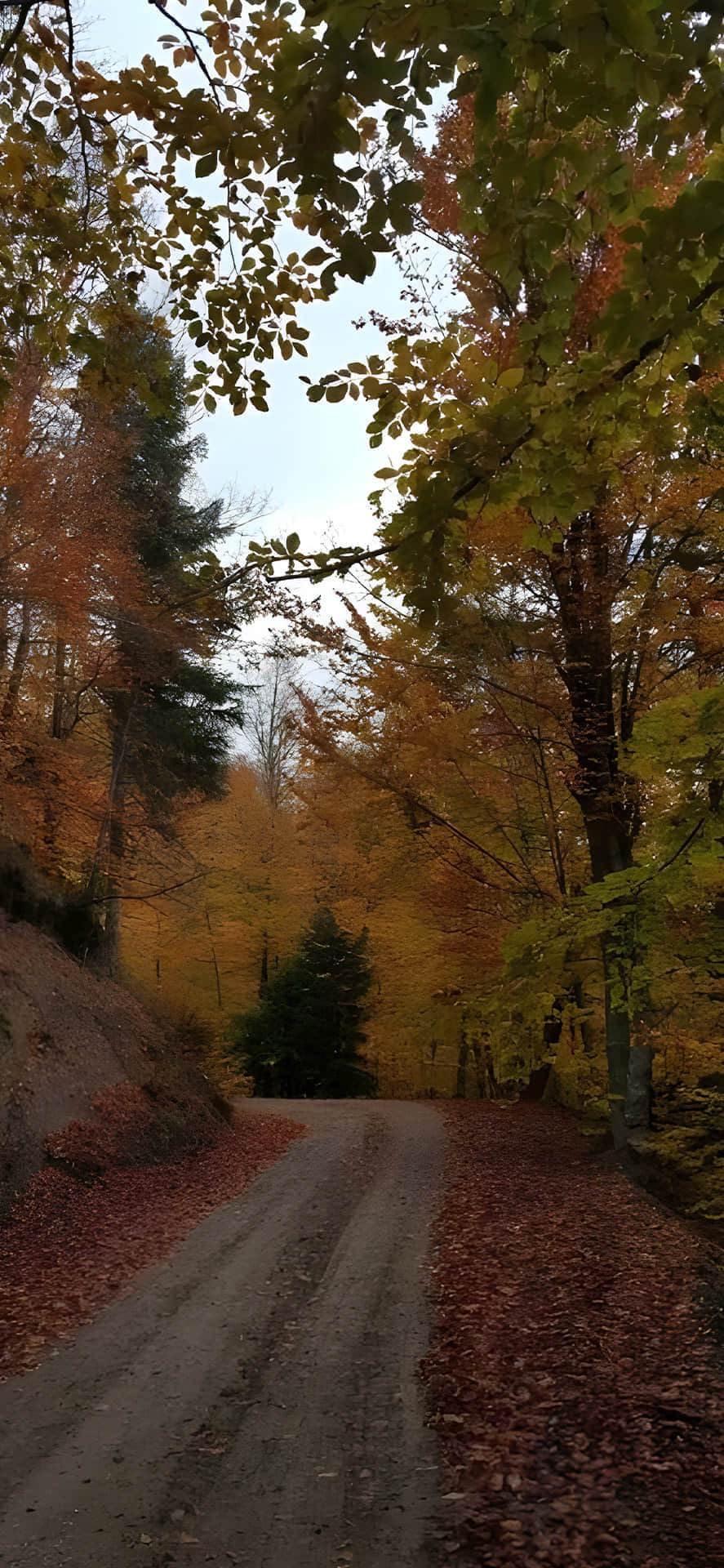 Autumn Aesthetic PFP Wallpapers - Wallpaper Cave