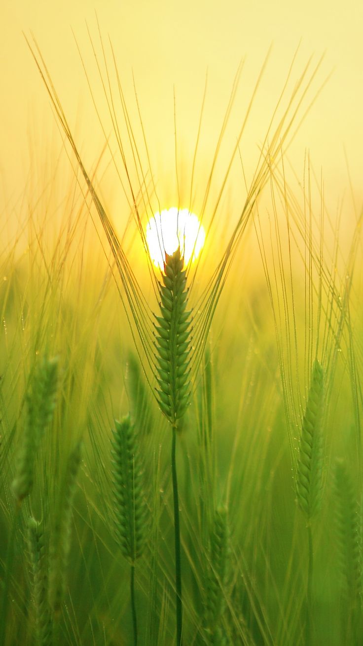 Sunny Field Wallpapers - Wallpaper Cave