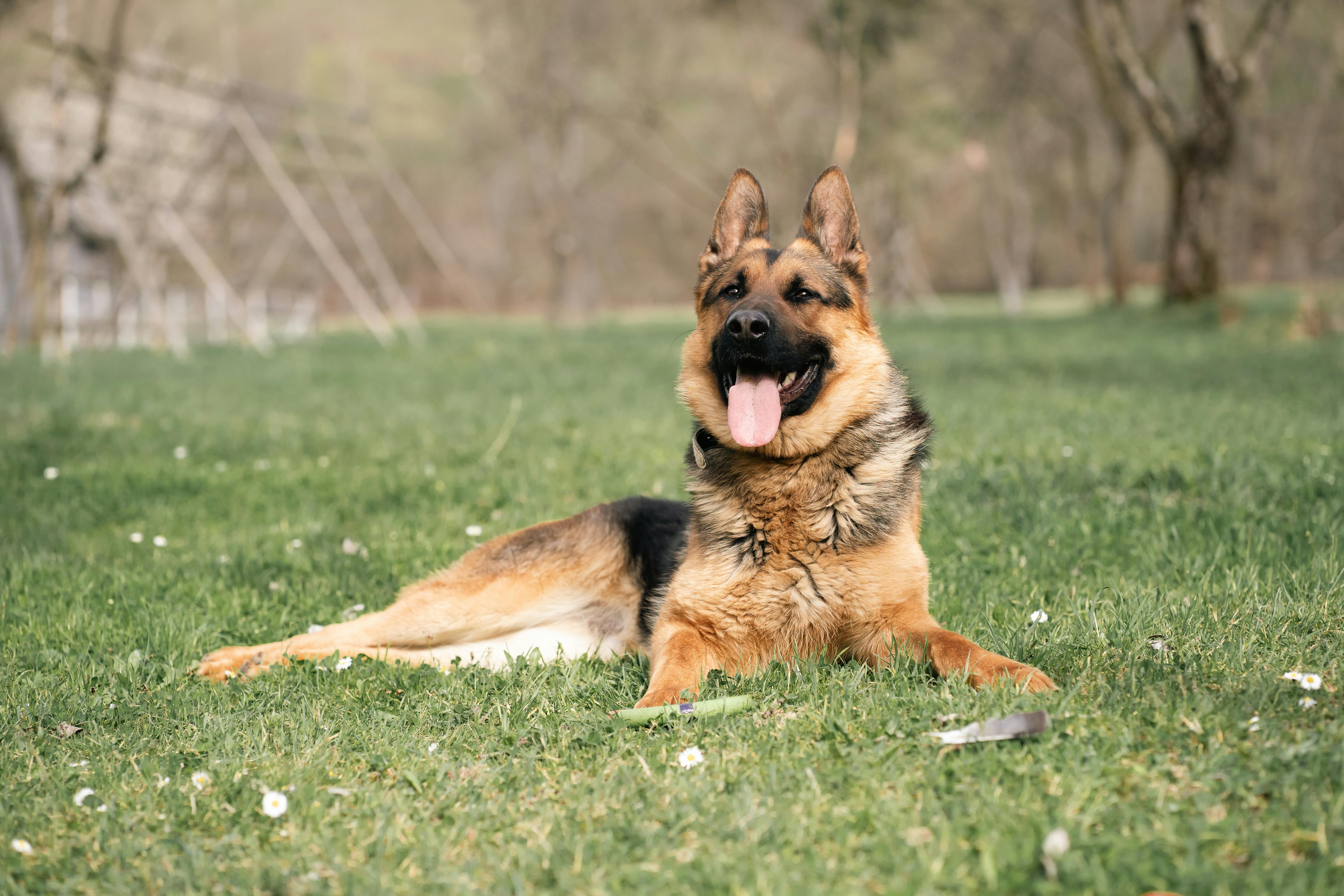 Adult German Shepherd Wallpapers - Wallpaper Cave