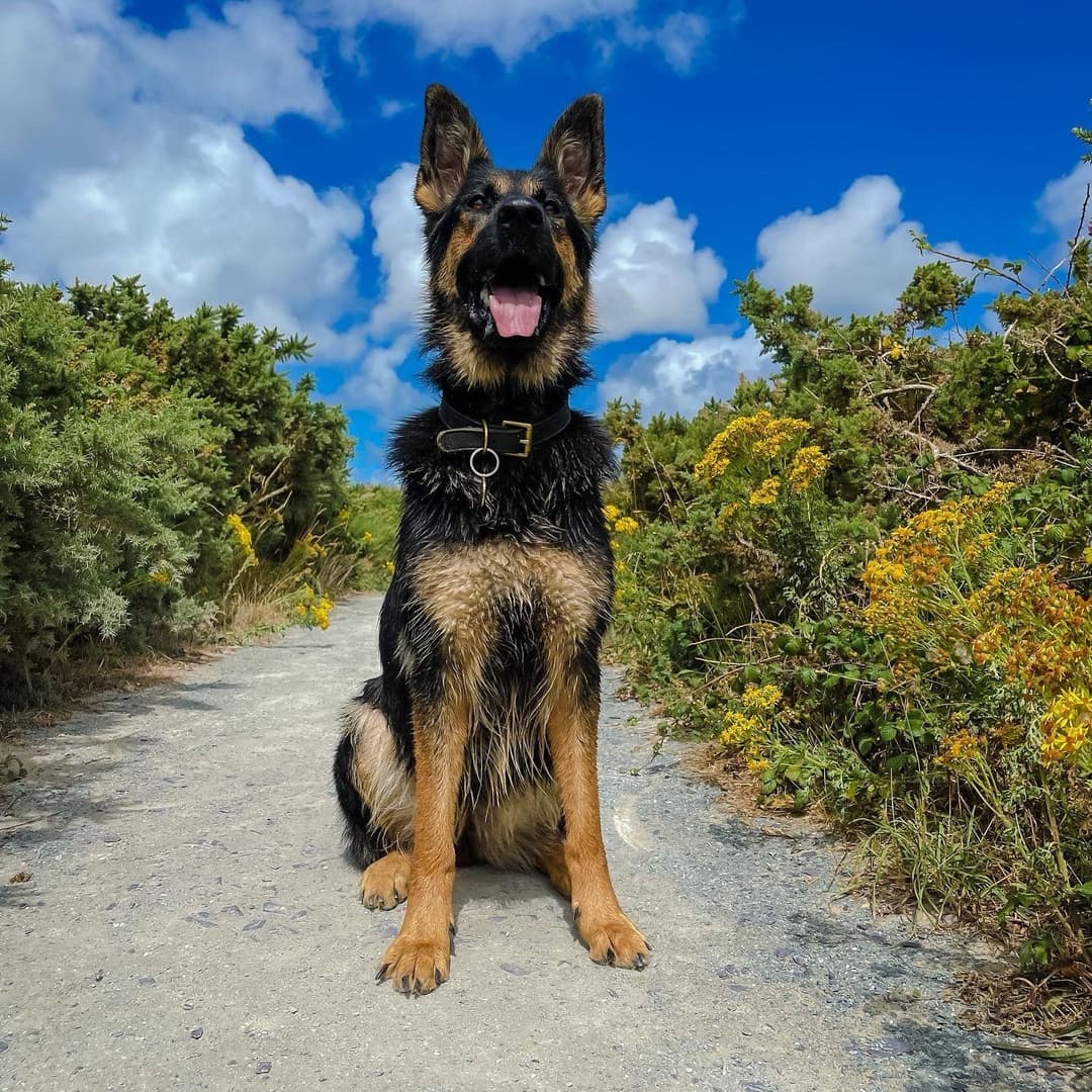 Adult German Shepherd Wallpapers - Wallpaper Cave