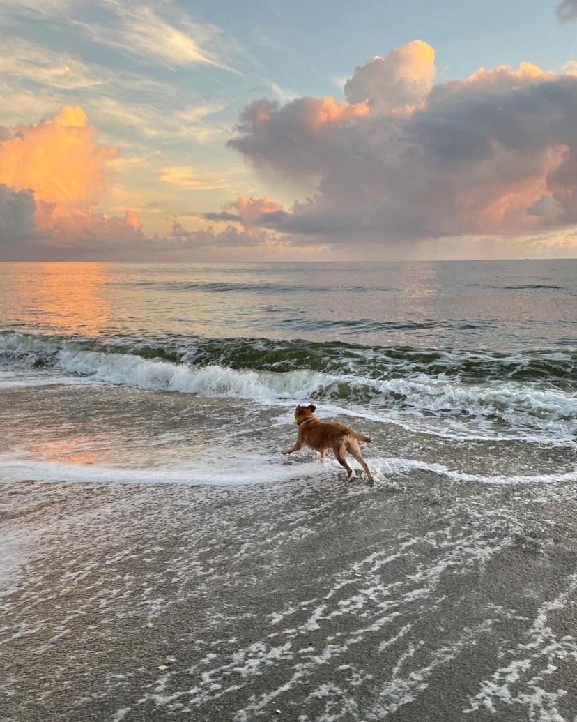 Dogs On The Beach Wallpapers - Wallpaper Cave