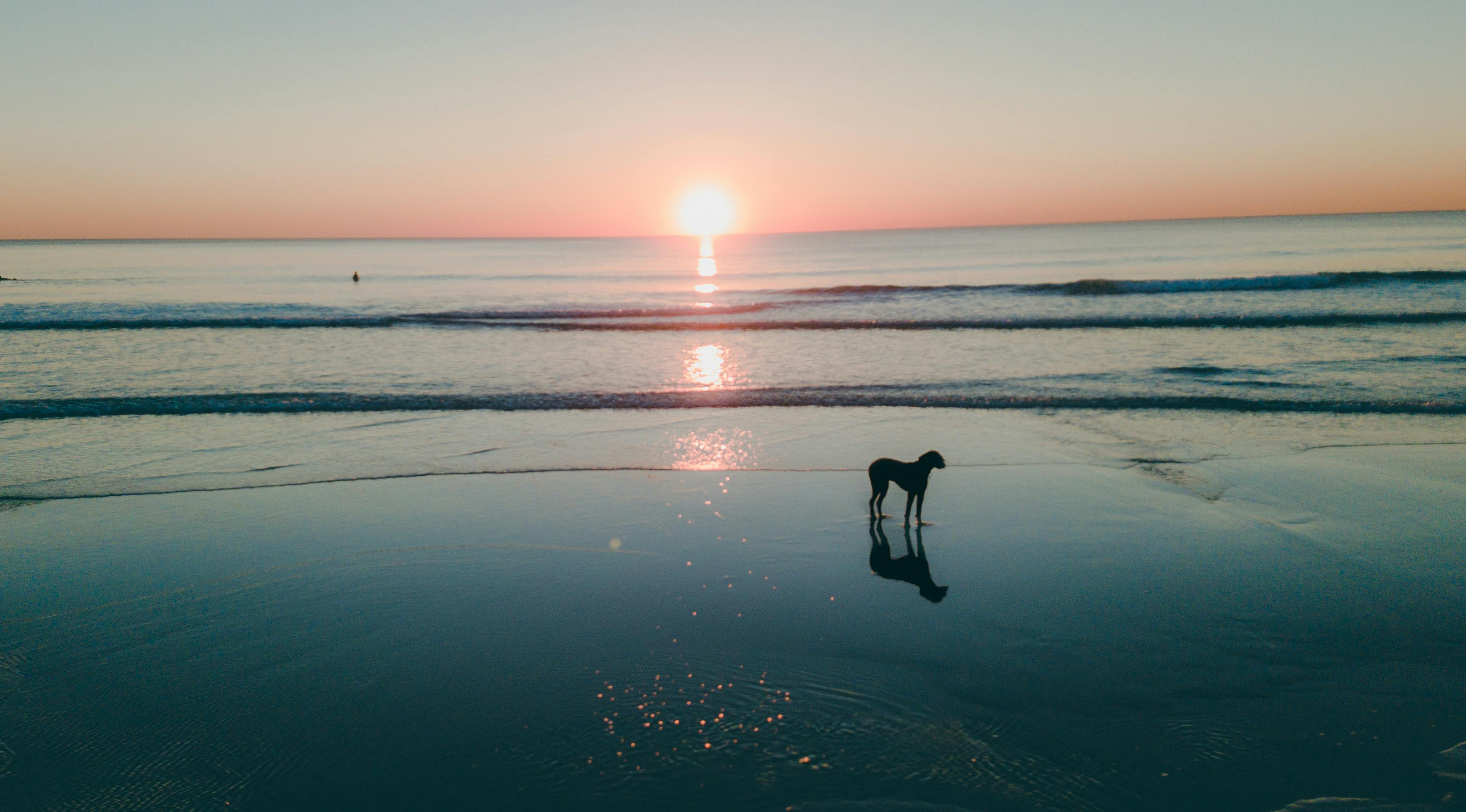 Dogs On The Beach Wallpapers - Wallpaper Cave