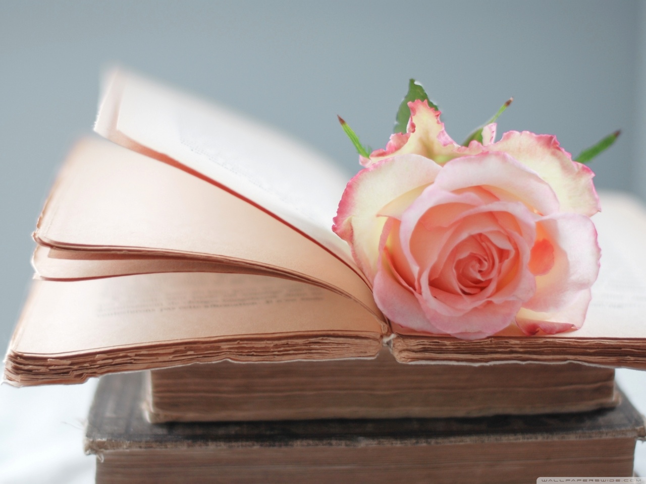 Rose And Book Wallpapers - Wallpaper Cave