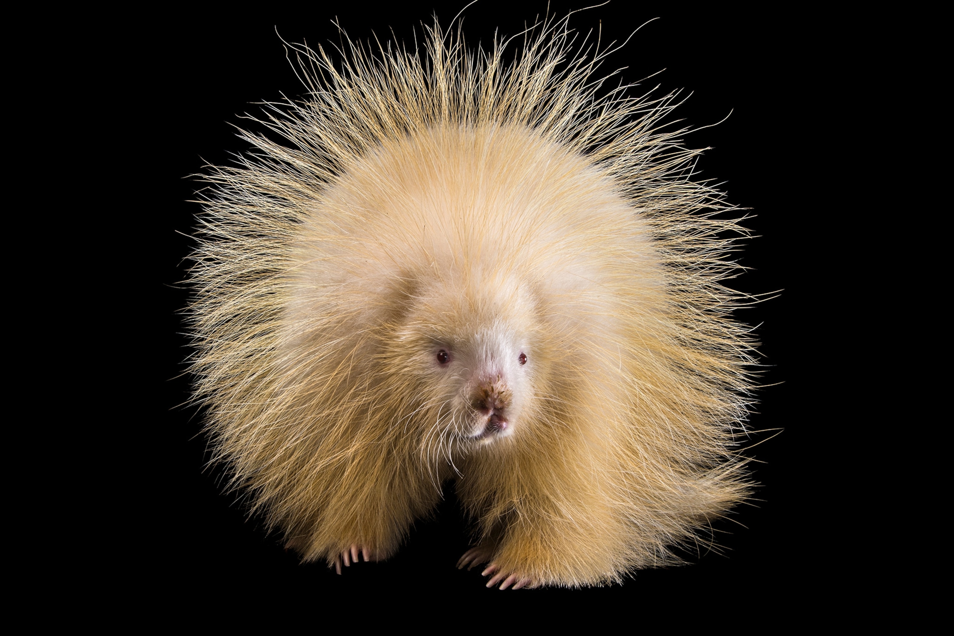 Albinism Wallpapers - Wallpaper Cave