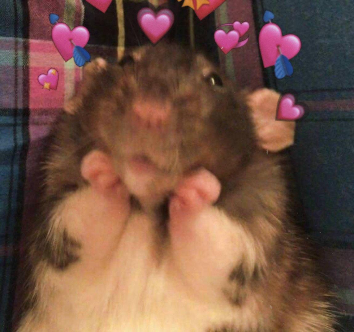 Preppy Rats Wallpapers - Wallpaper Cave