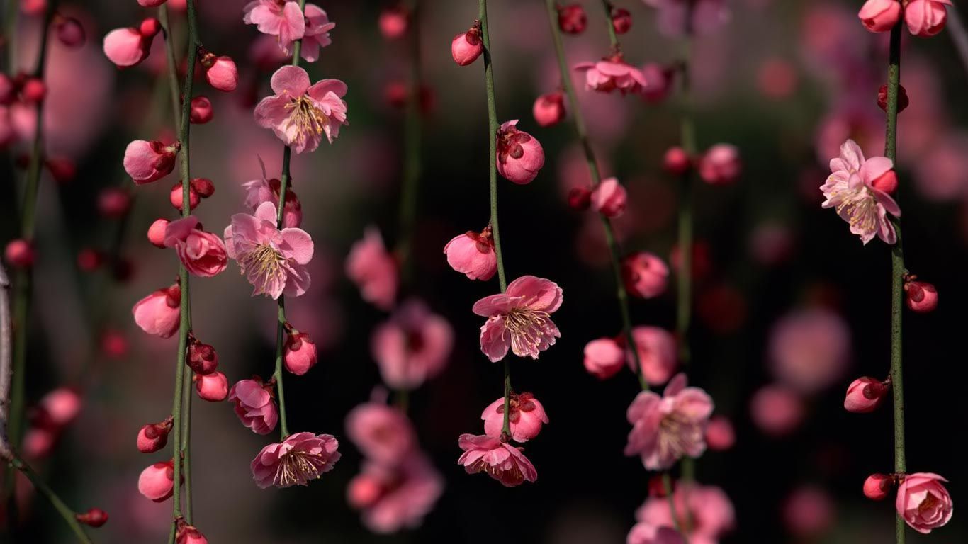 Flowers Laptop Wallpapers - Wallpaper Cave