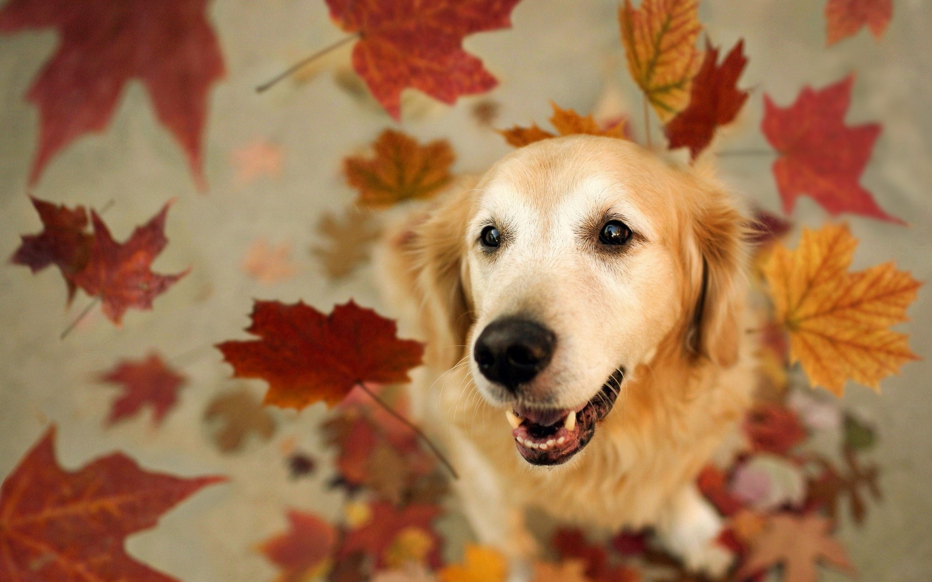 Cute Fall Dogs Wallpapers - Wallpaper Cave