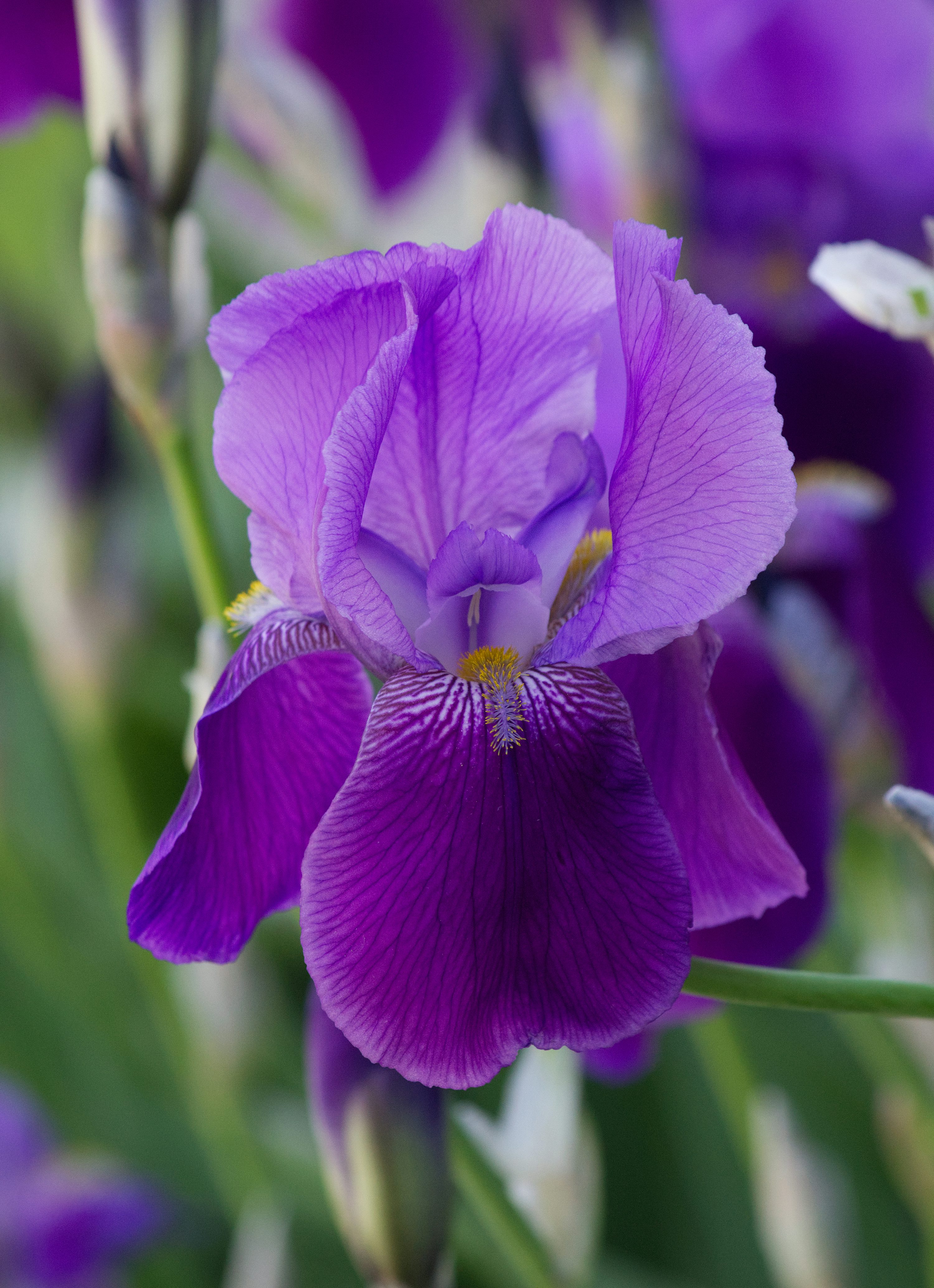 Iris Flower Wallpapers - Wallpaper Cave