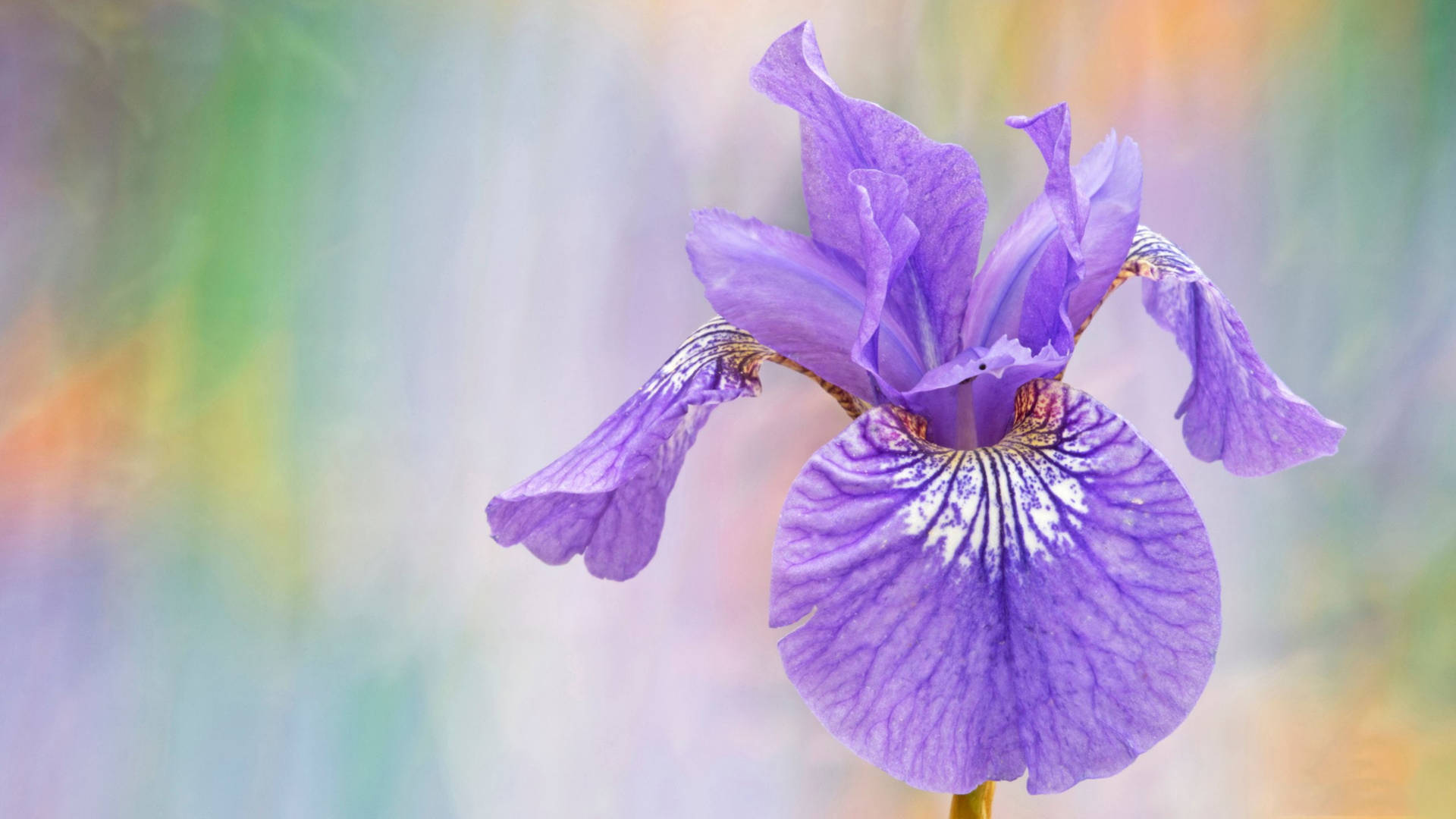 Iris Flower Wallpapers - Wallpaper Cave