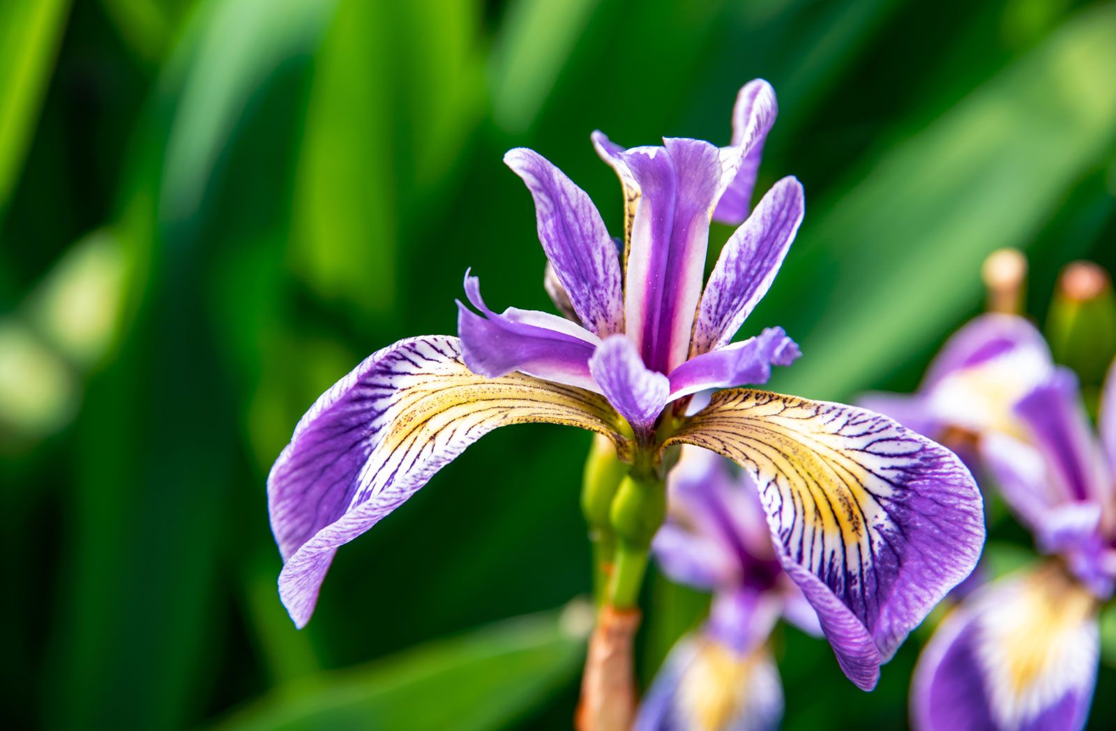 Iris Wallpapers - Wallpaper Cave