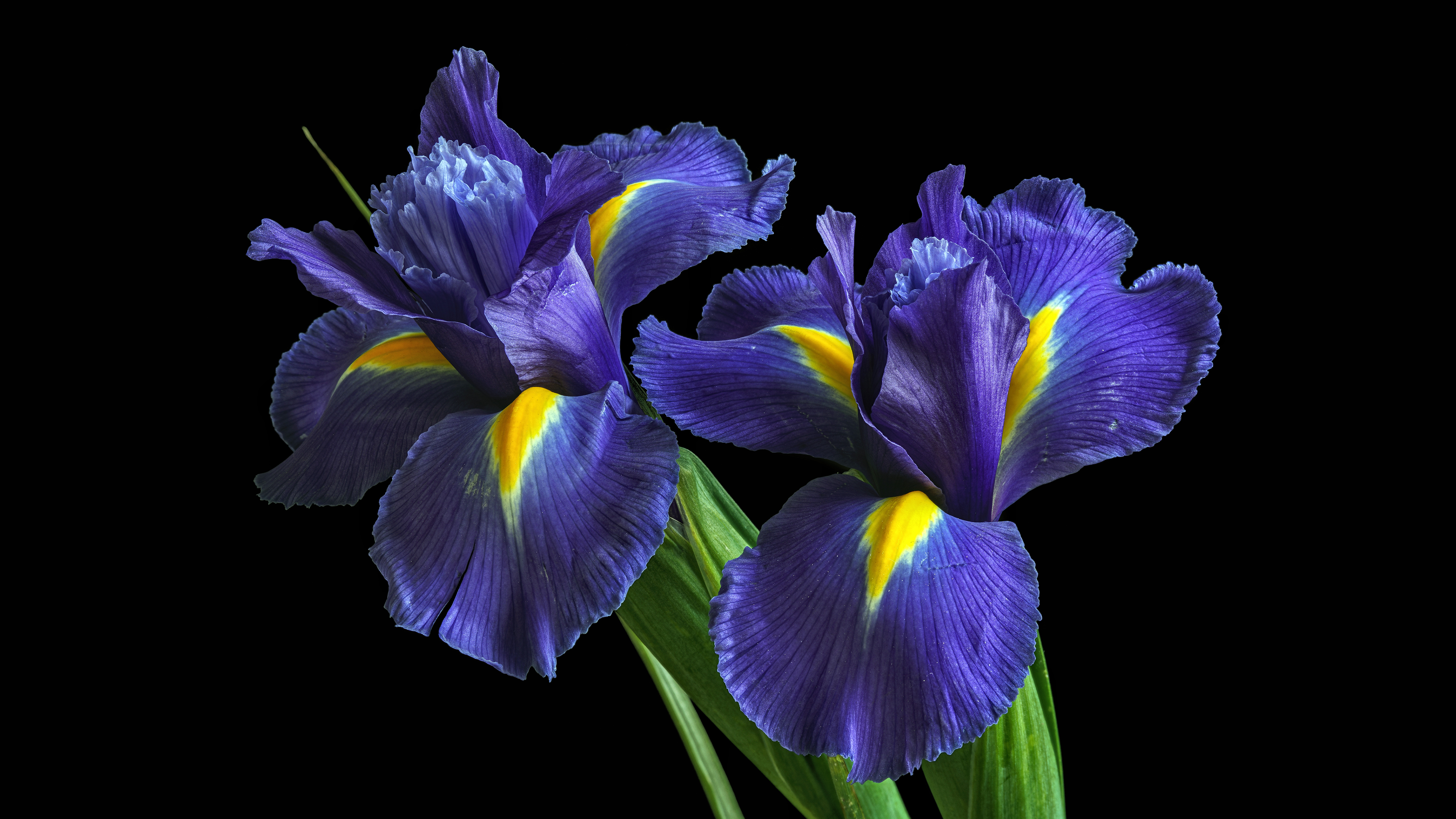 Iris Wallpapers - Wallpaper Cave
