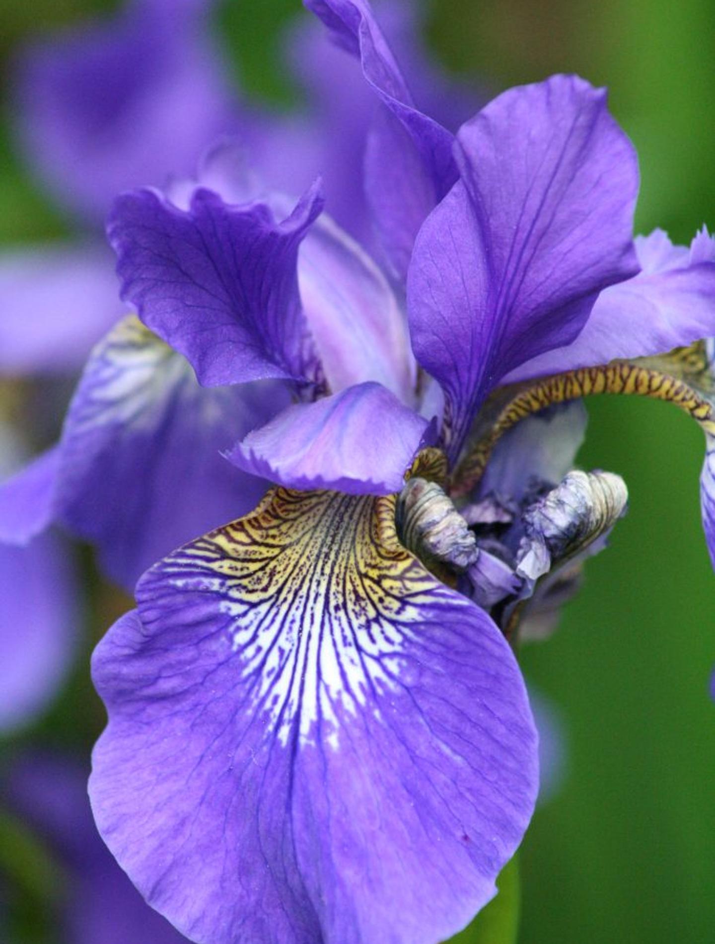 Iris Flower Wallpapers - Wallpaper Cave
