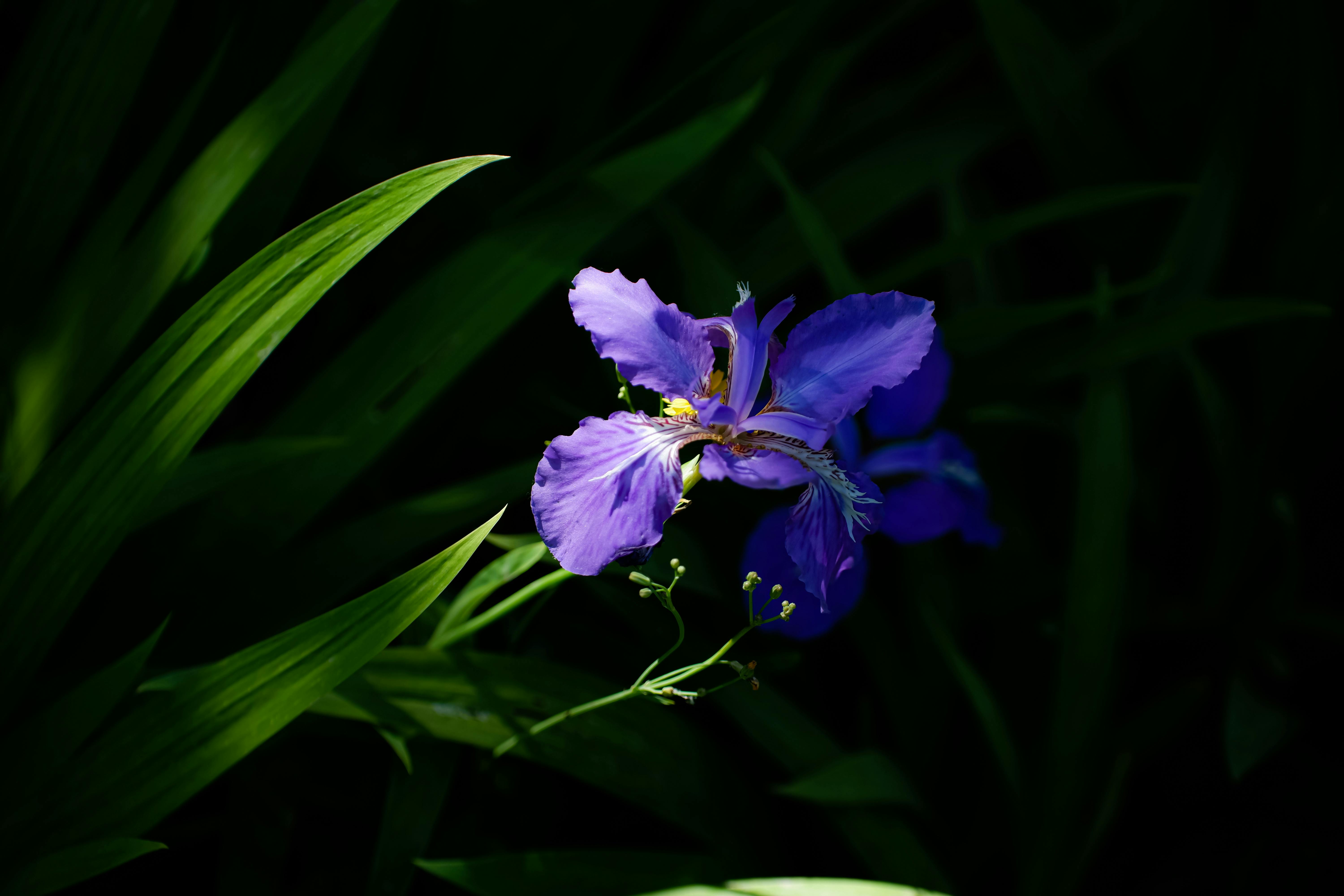 Iris Wallpapers - Wallpaper Cave