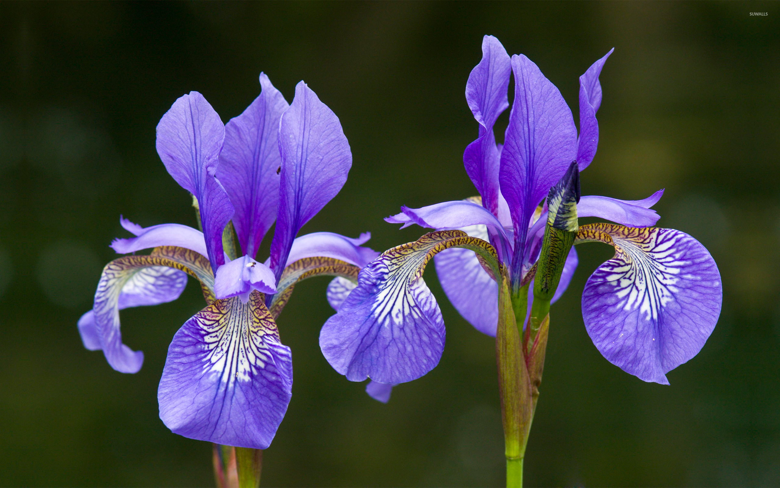 Iris Wallpapers - Wallpaper Cave