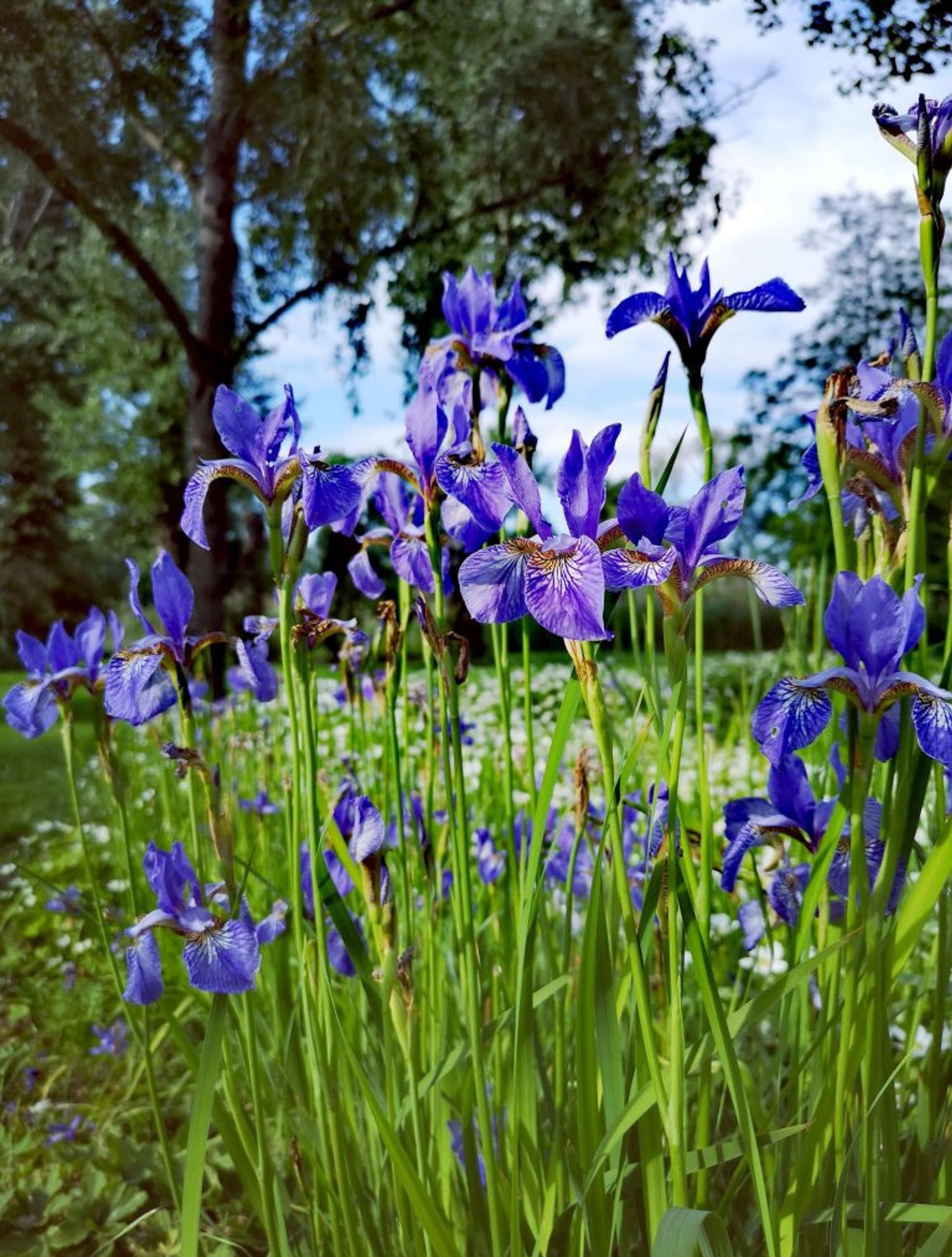 Iris Flower Wallpapers - Wallpaper Cave