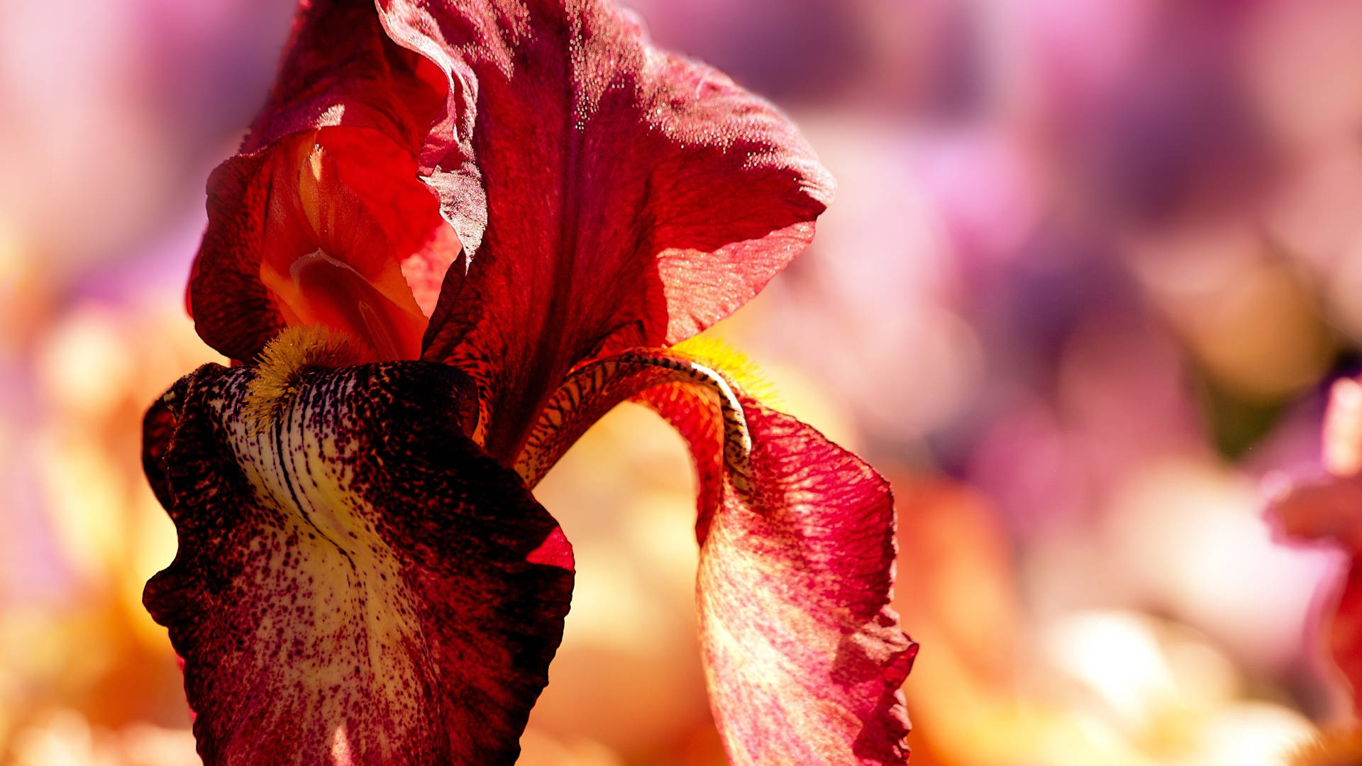 Iris Wallpapers - Wallpaper Cave