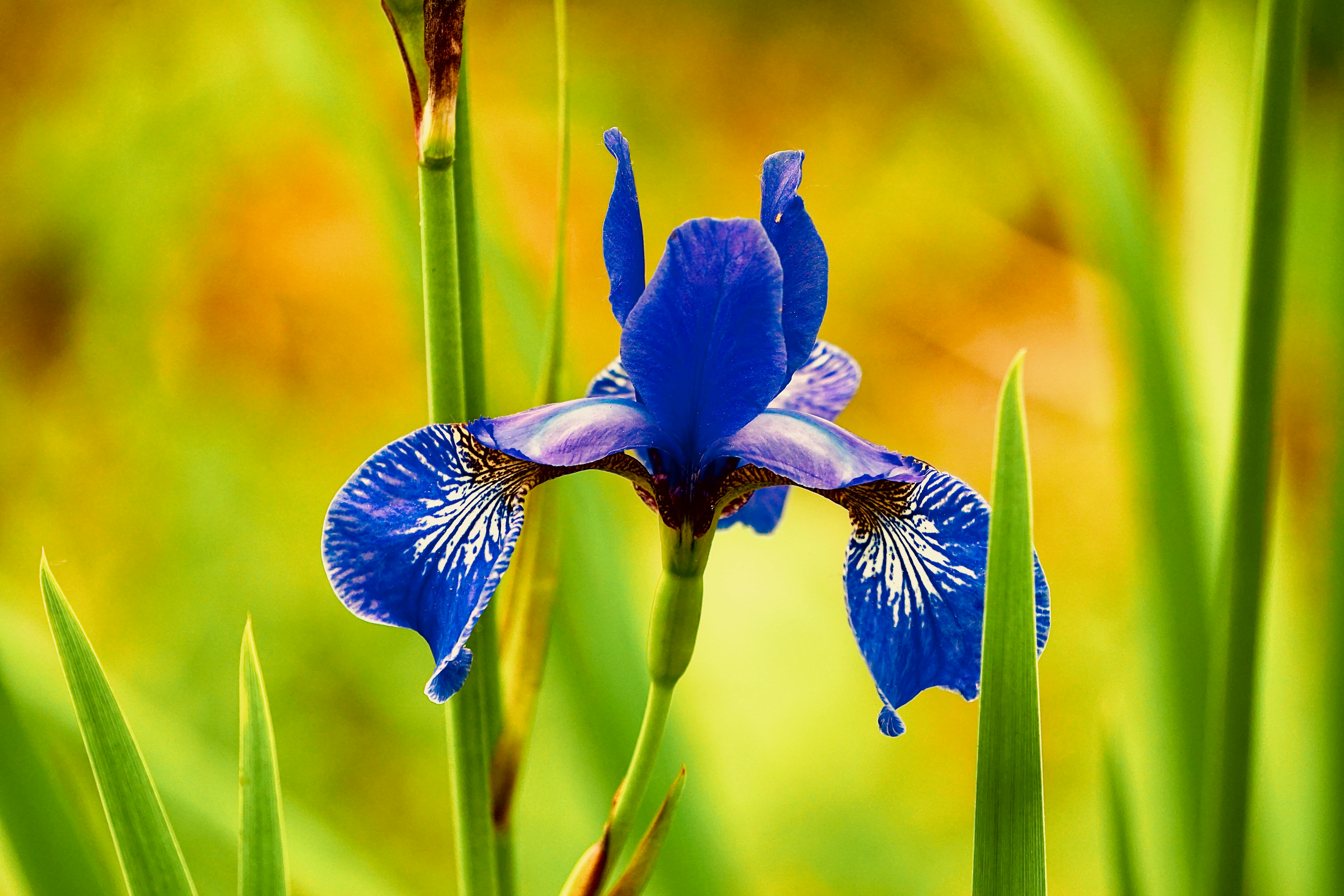 Iris Wallpapers - Wallpaper Cave