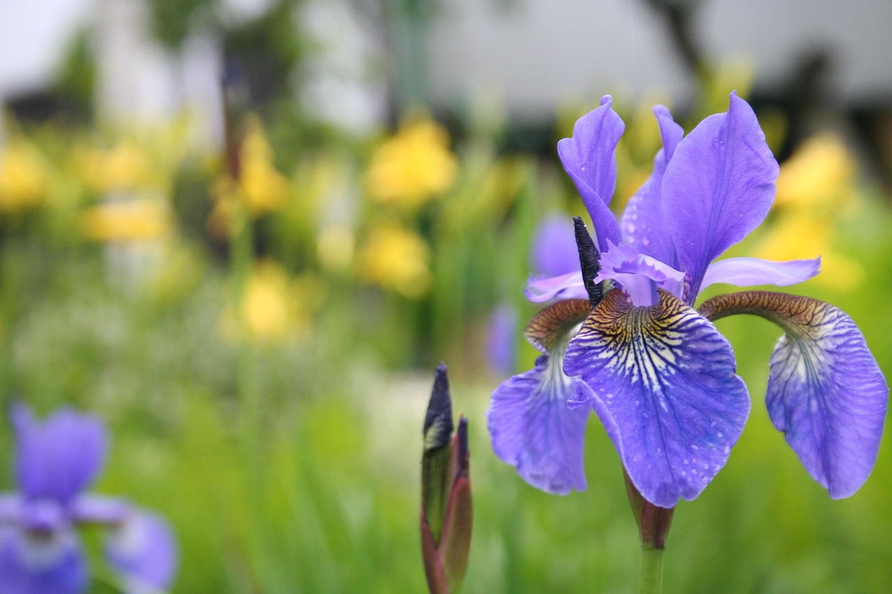 Iris Wallpapers - Wallpaper Cave