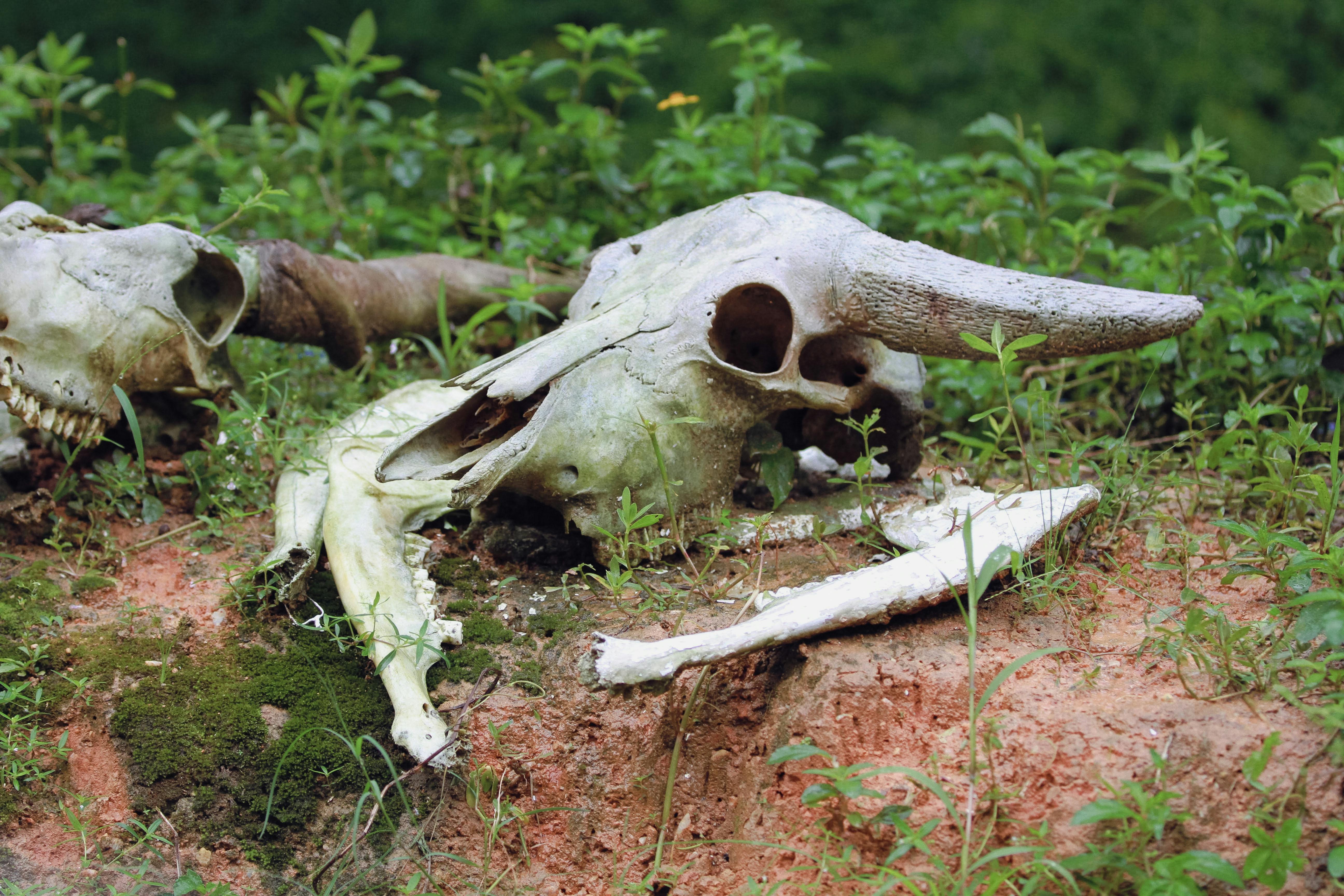 A Grassy Skull Wallpapers - Wallpaper Cave