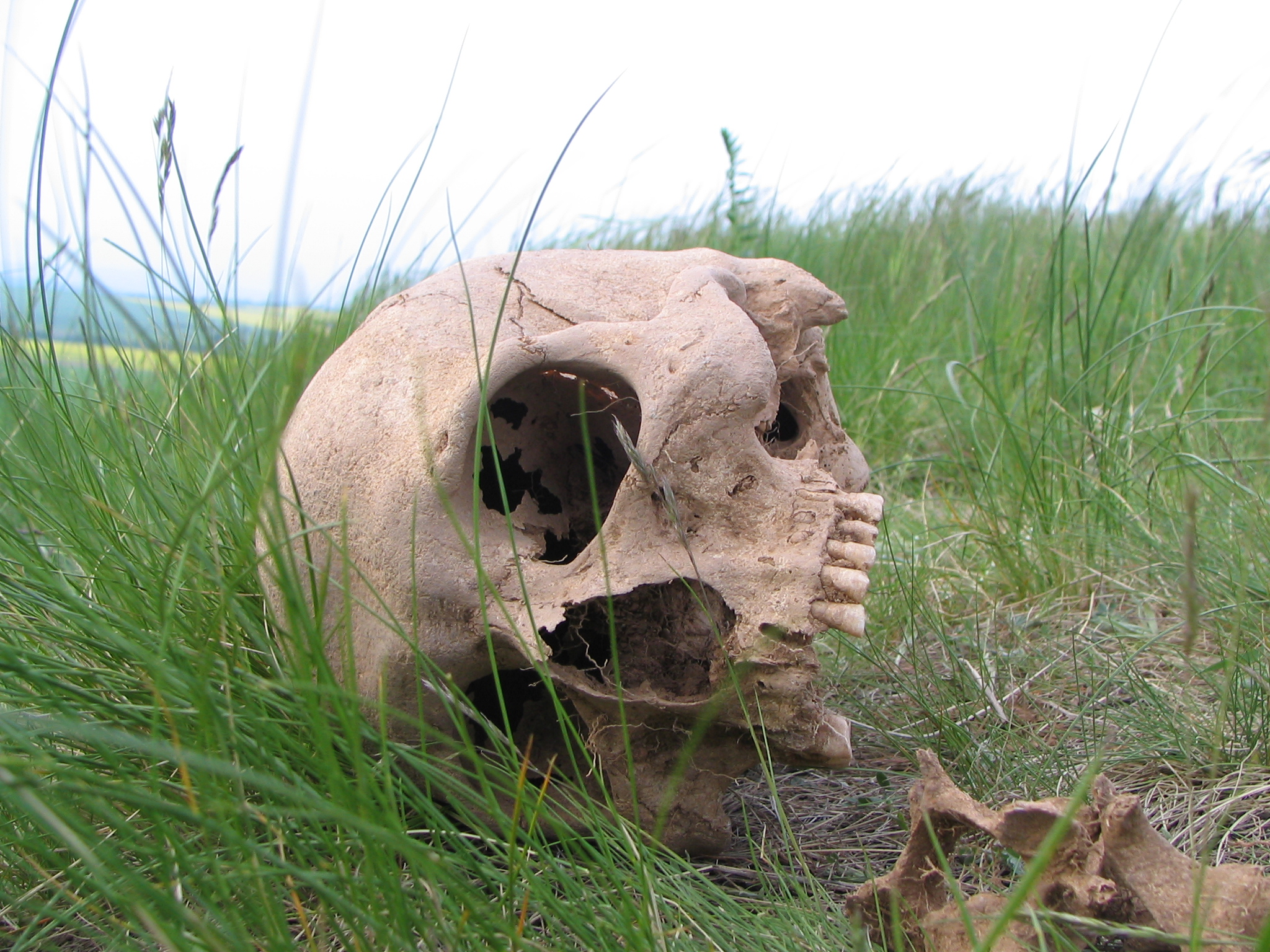 A Grassy Skull Wallpapers - Wallpaper Cave