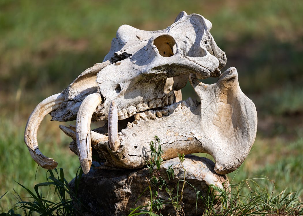 A Grassy Skull Wallpapers - Wallpaper Cave