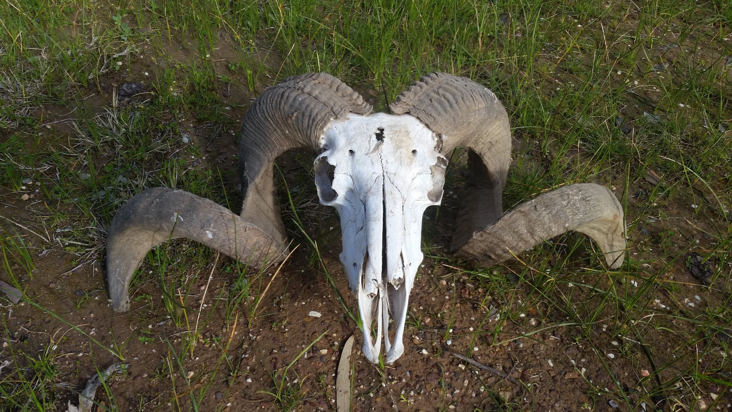 A Grassy Skull Wallpapers - Wallpaper Cave