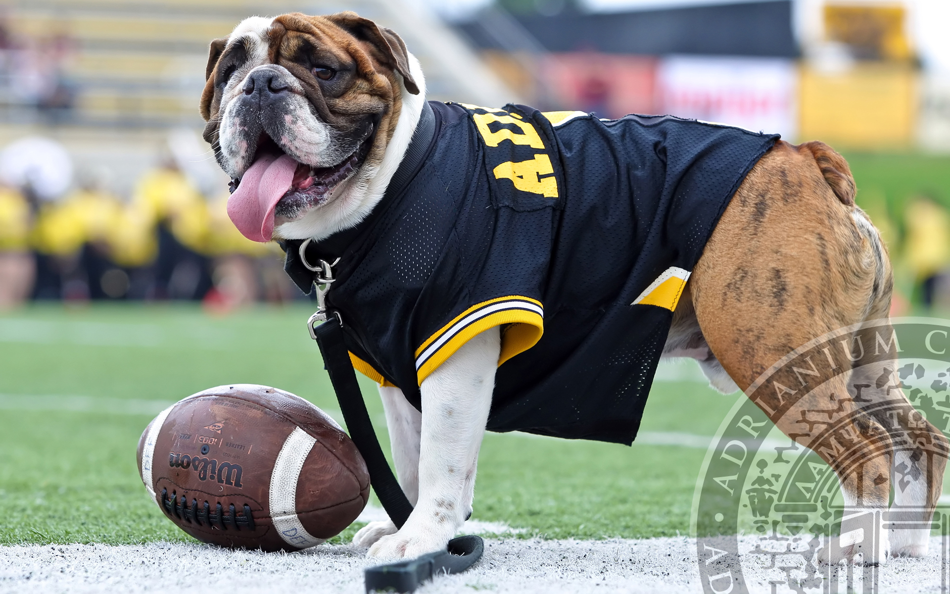Football Dog Wallpapers - Wallpaper Cave