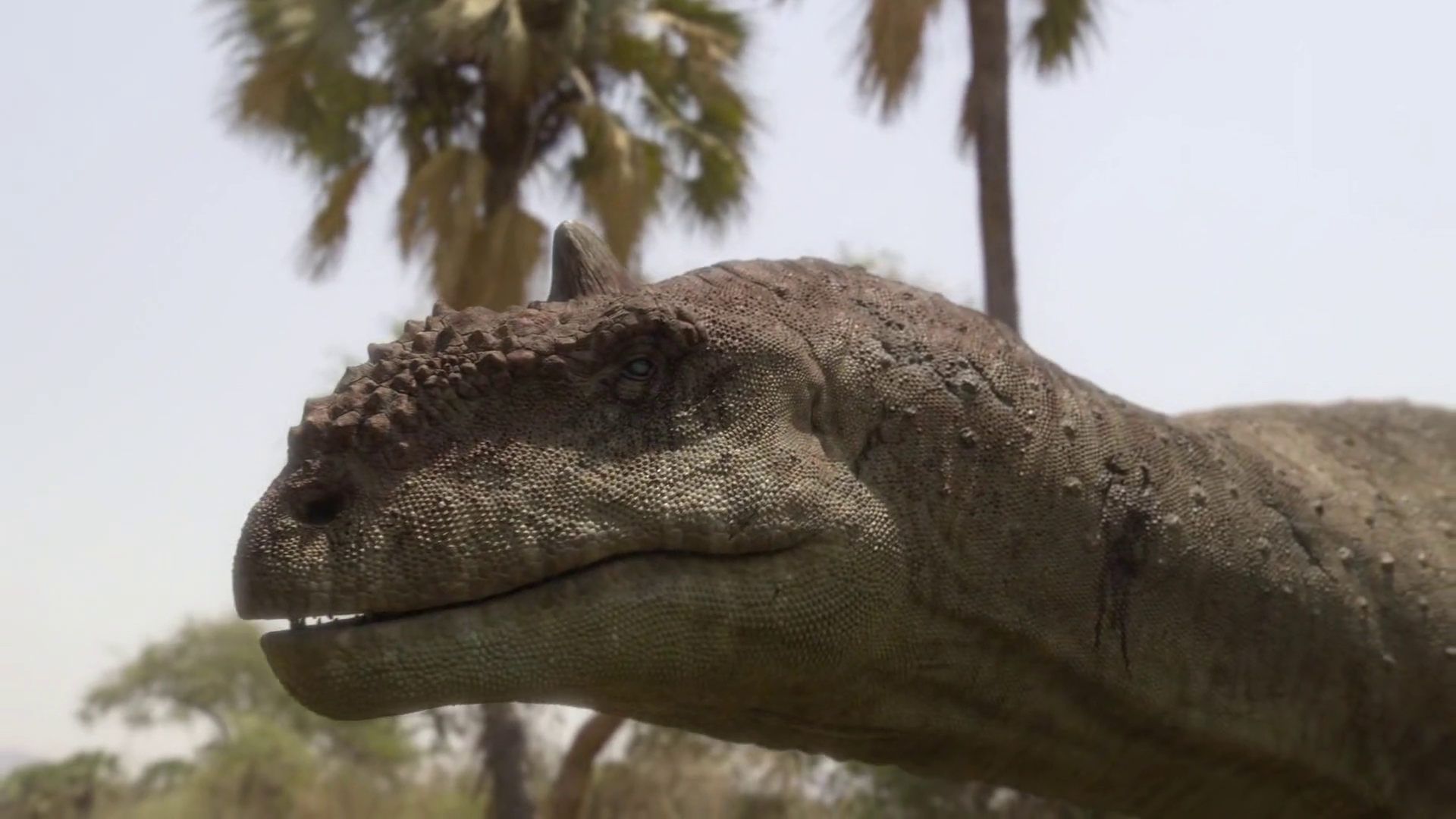 Majungasaurus Wallpapers - Wallpaper Cave