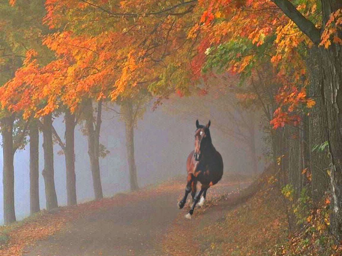 Horse Fall Autumn Wallpapers - Wallpaper Cave