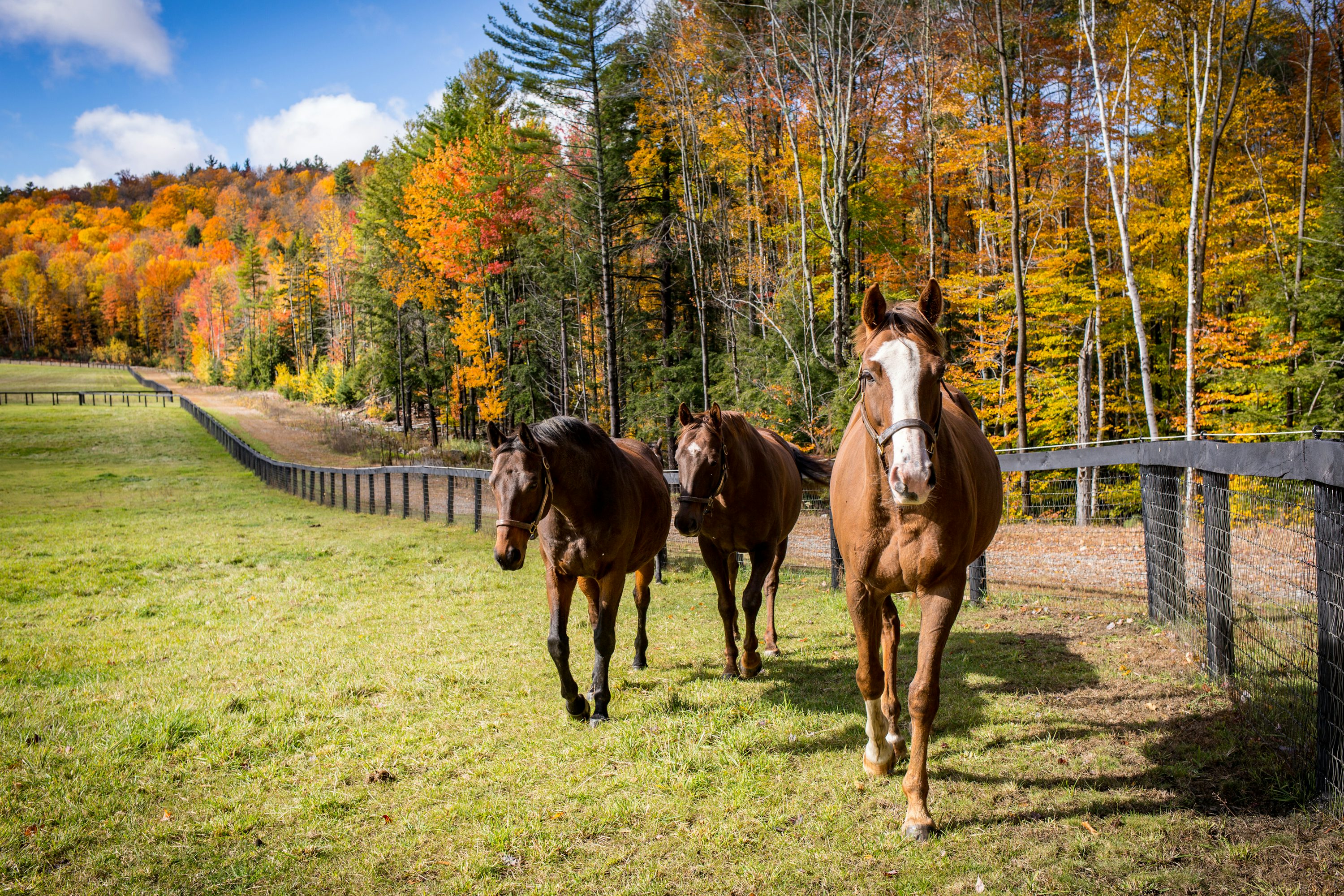 Horse Fall Autumn Wallpapers - Wallpaper Cave