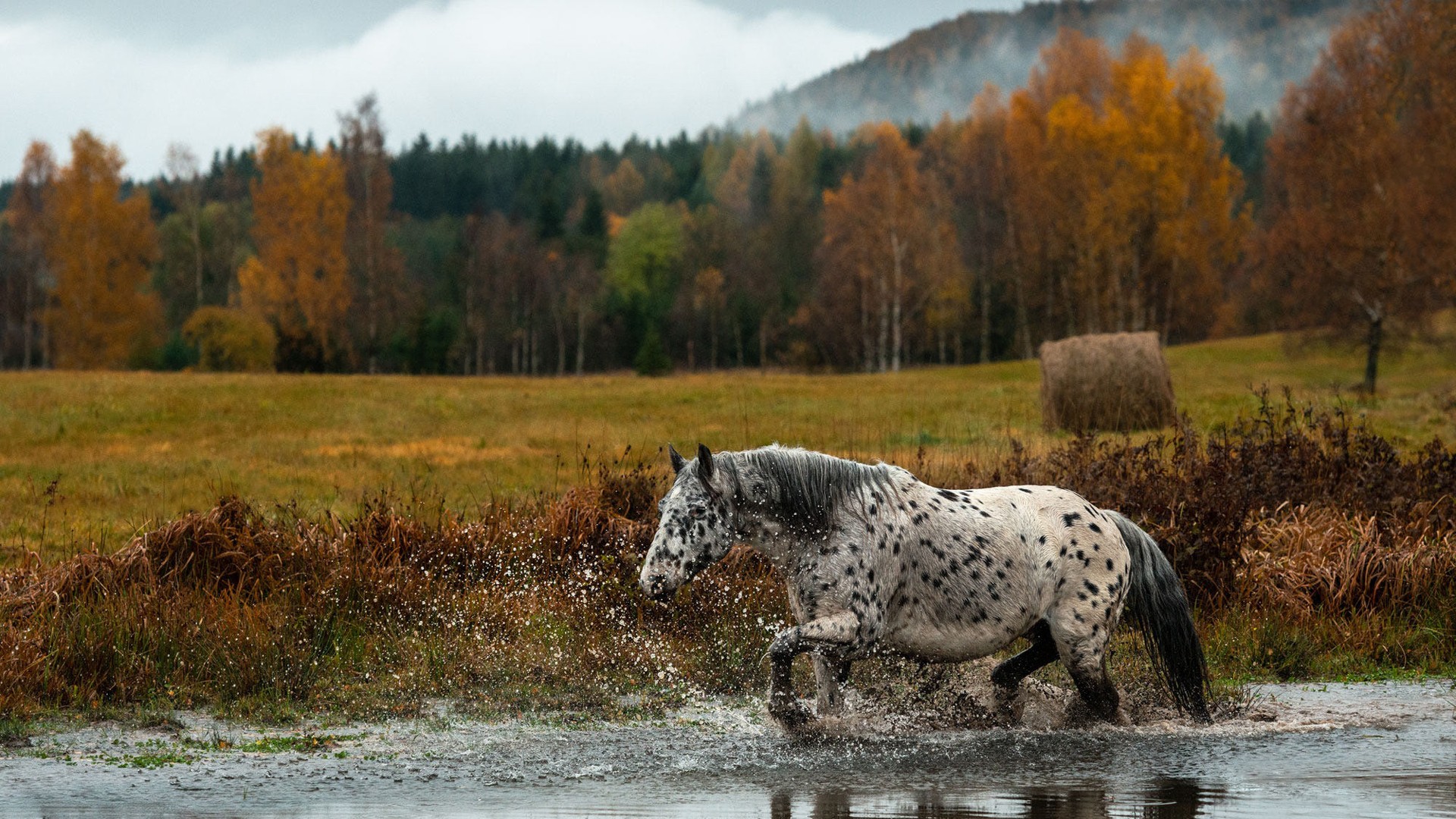 Horse Fall Autumn Wallpapers - Wallpaper Cave