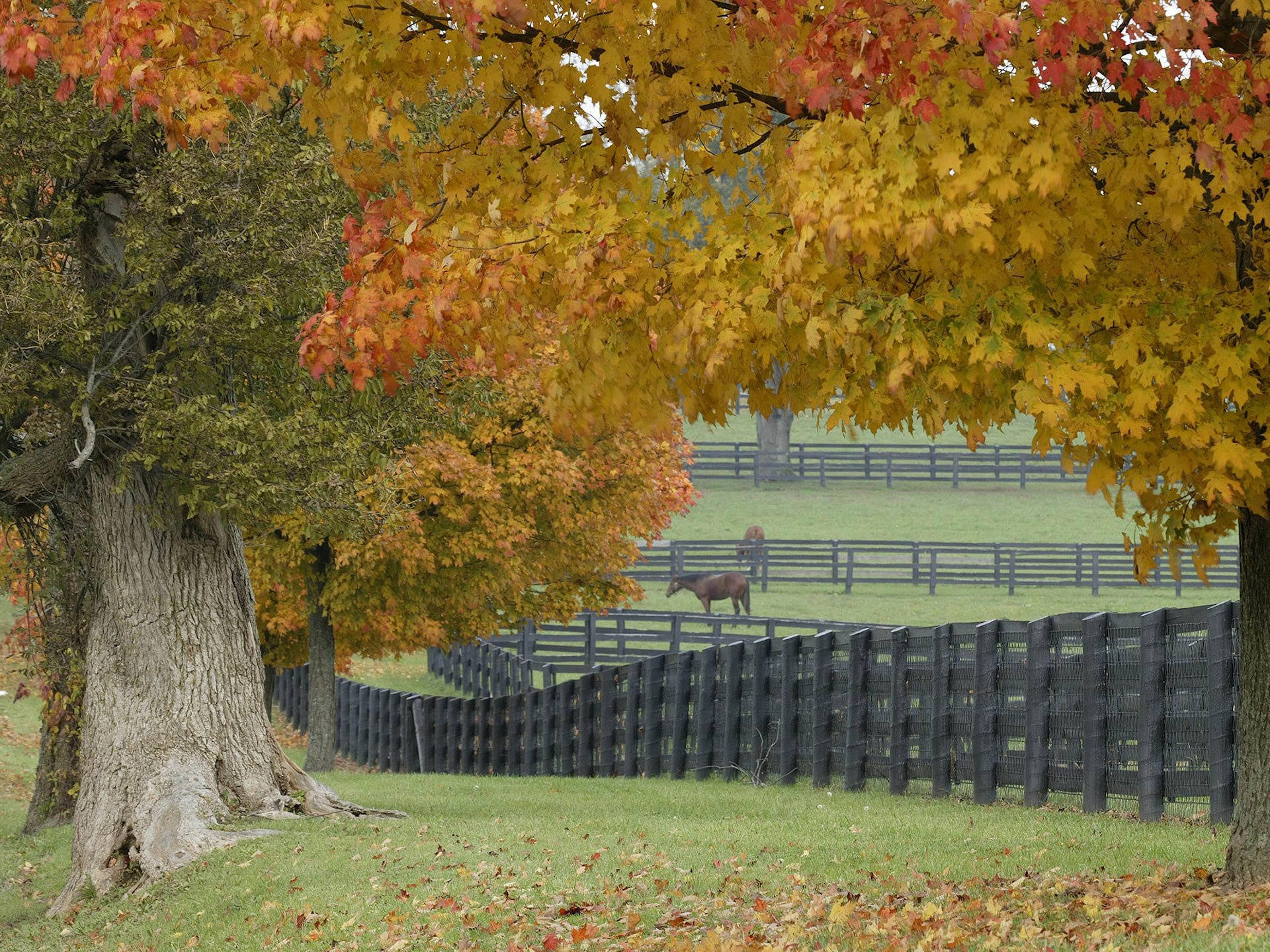 Horse Fall Autumn Wallpapers - Wallpaper Cave