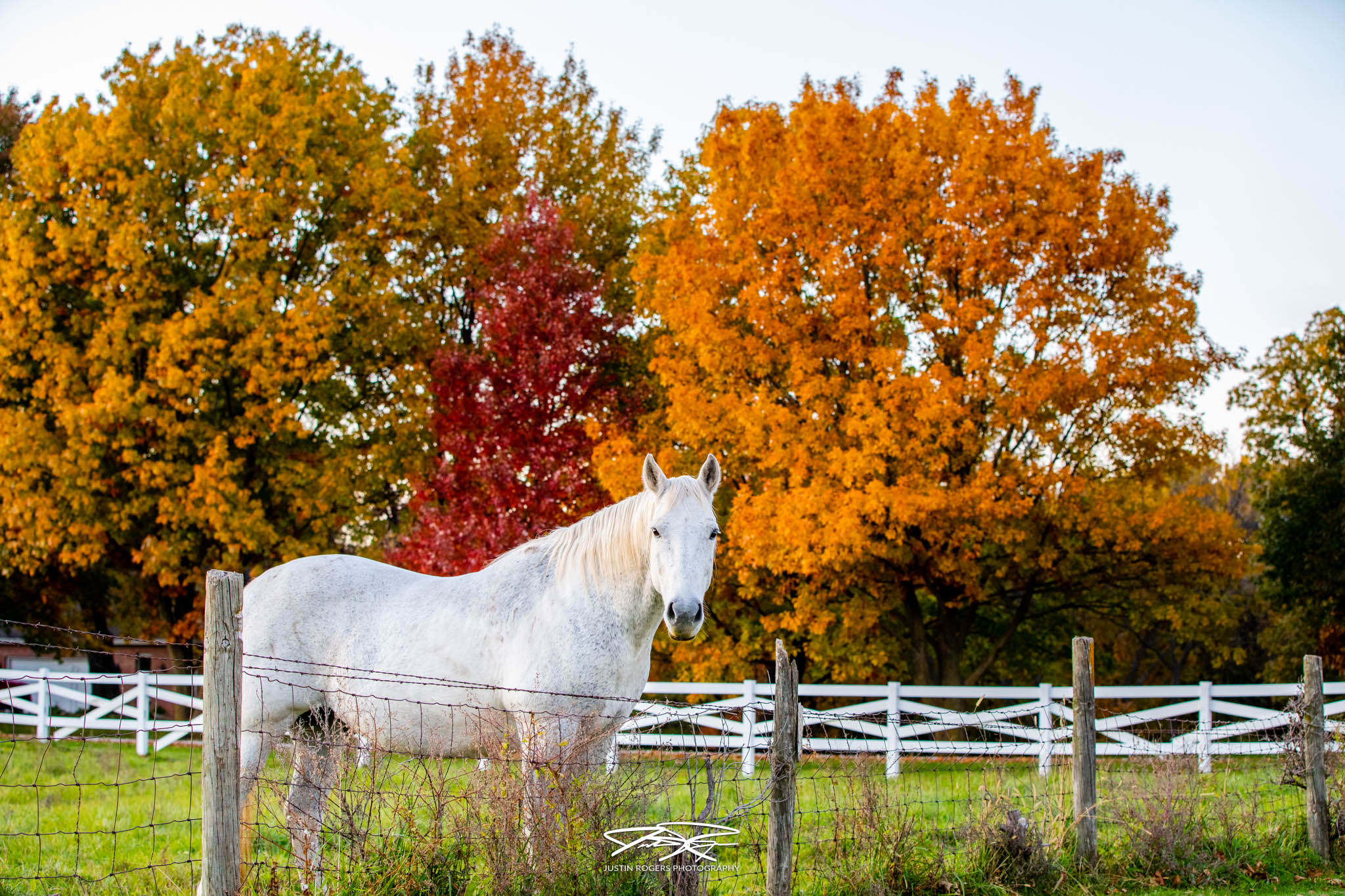 Horse Fall Autumn Wallpapers - Wallpaper Cave