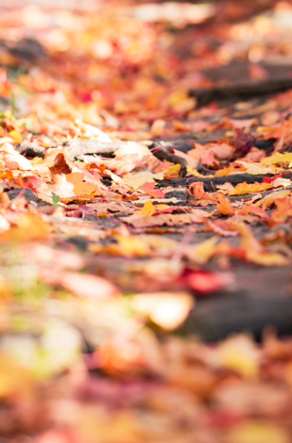 Macro Mobile Autumn Wallpapers - Wallpaper Cave