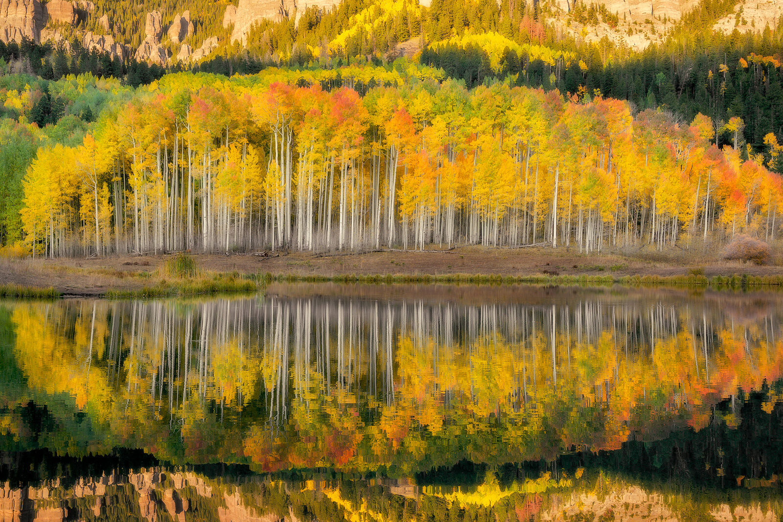 Aspen Tree Wallpapers - Wallpaper Cave