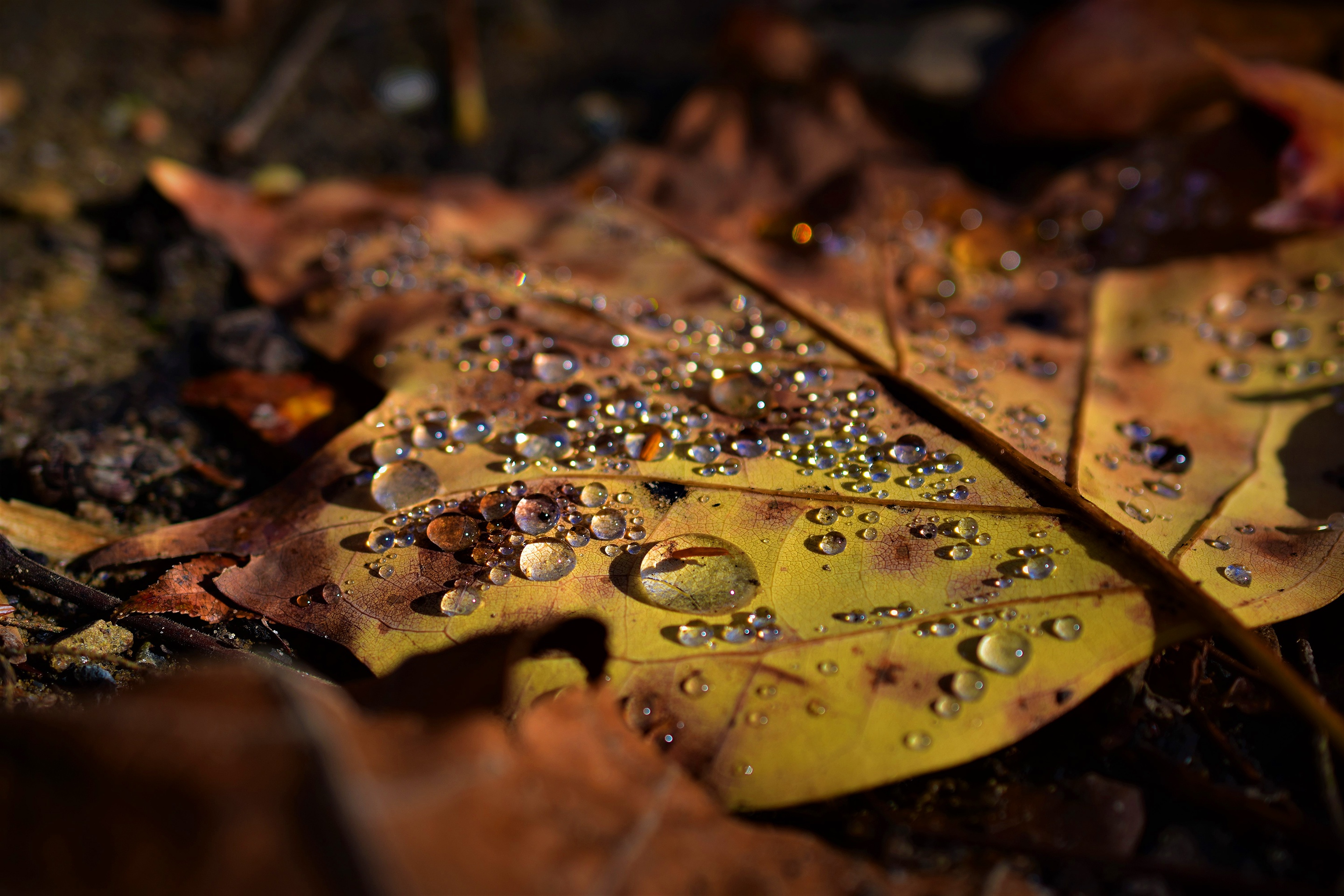 Autumn 2880x1920 Wallpapers - Wallpaper Cave