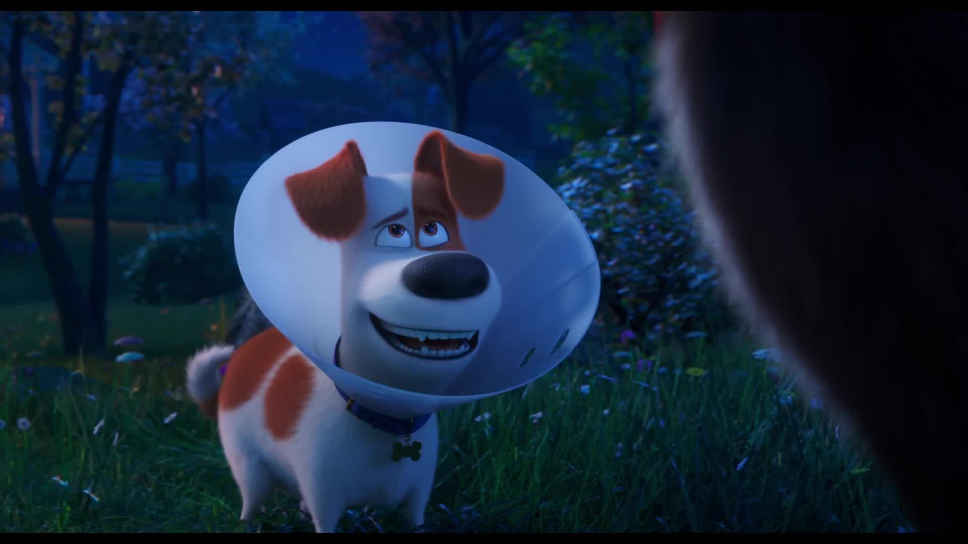Max Pets Movie Wallpapers - Wallpaper Cave