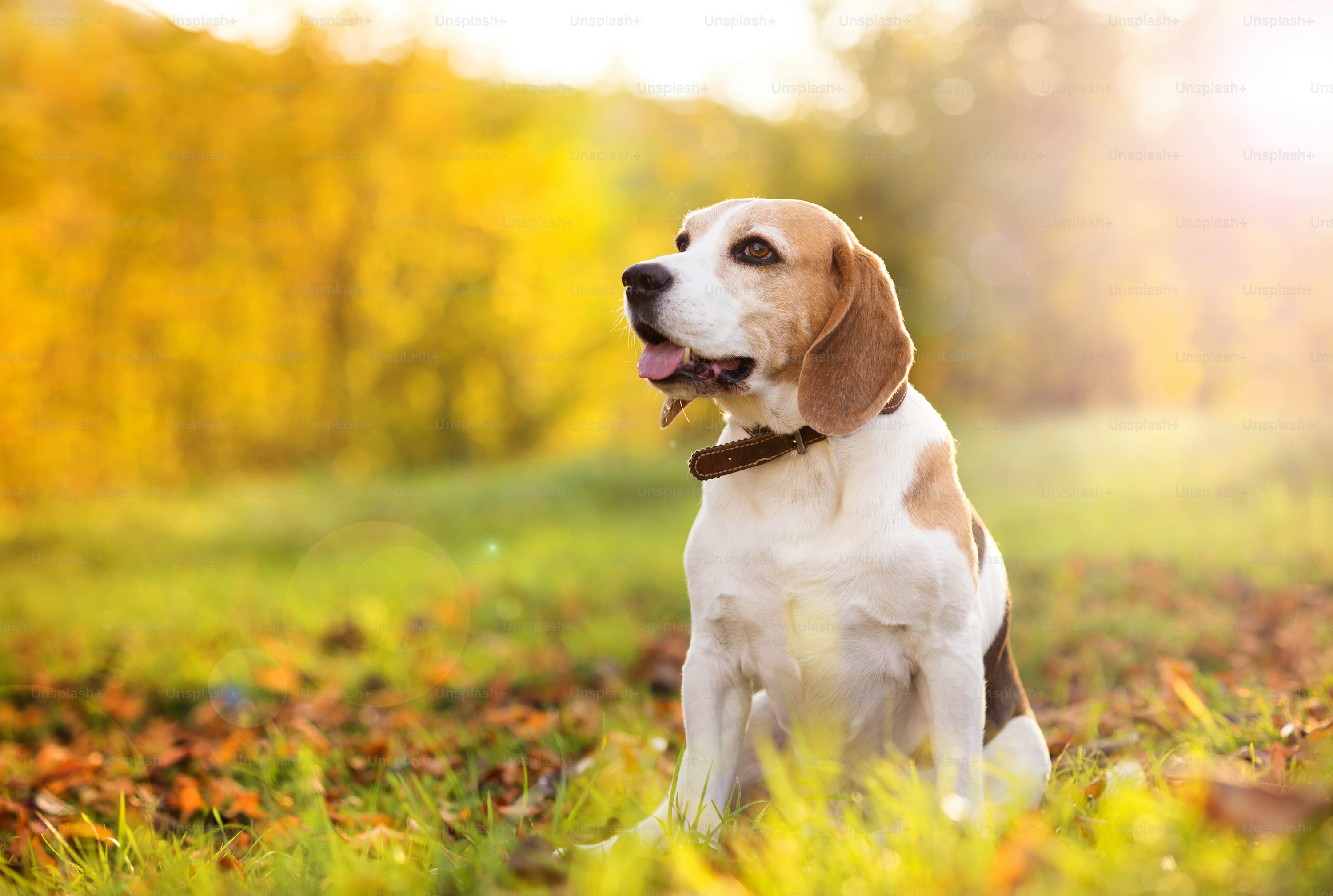 Dog Autumn Computer Wallpapers - Wallpaper Cave