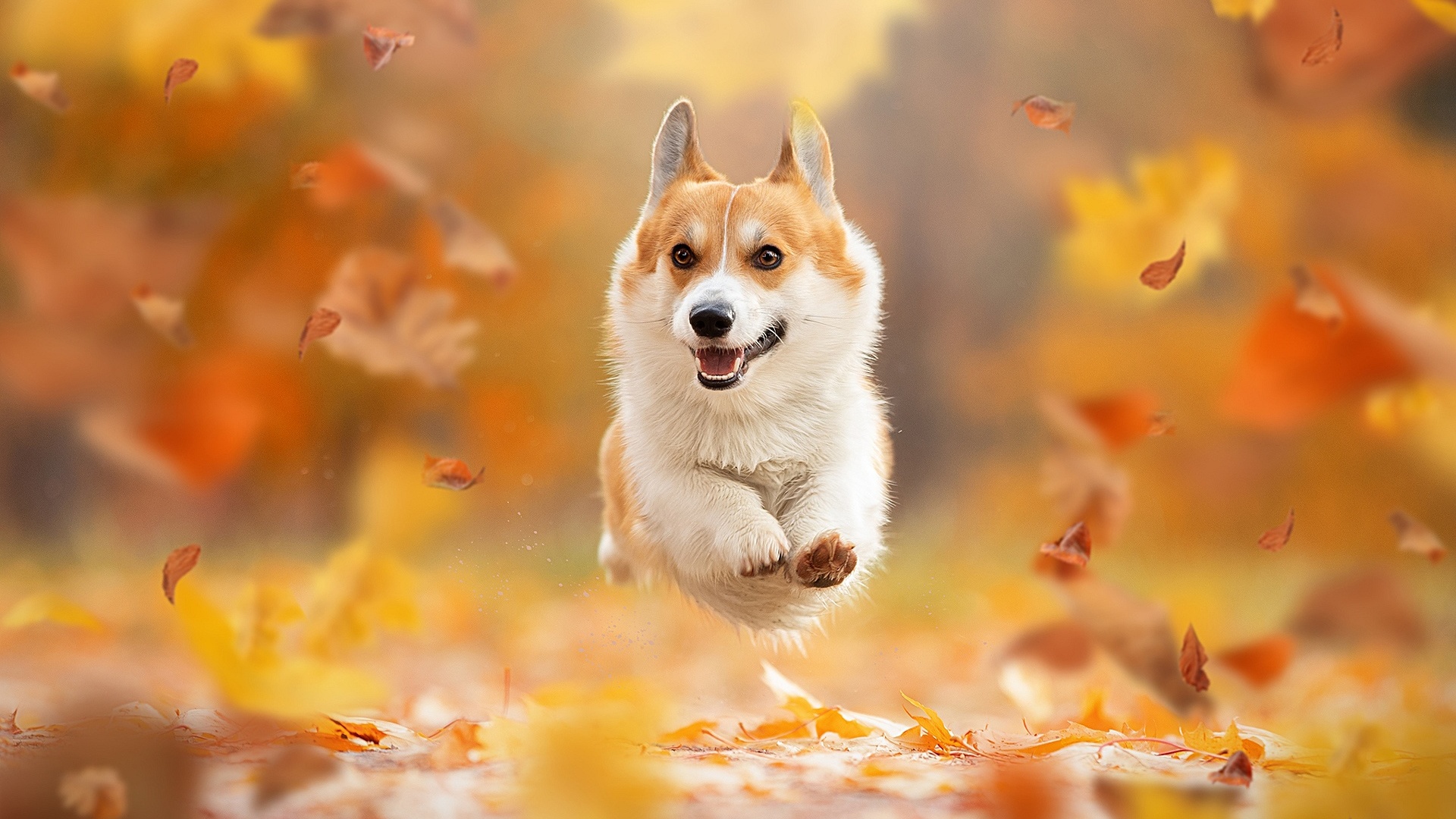 Dog Autumn Computer Wallpapers - Wallpaper Cave