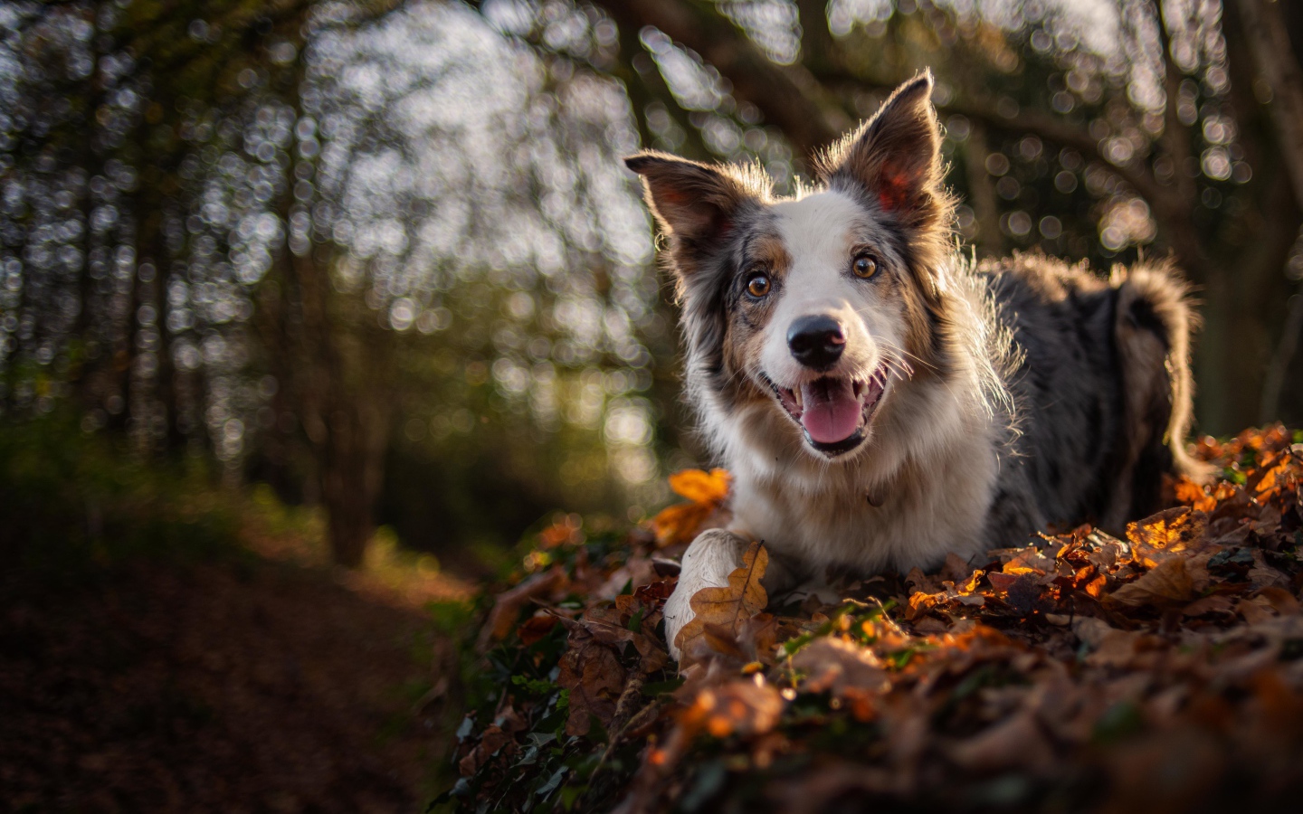 Dog Autumn Computer Wallpapers - Wallpaper Cave