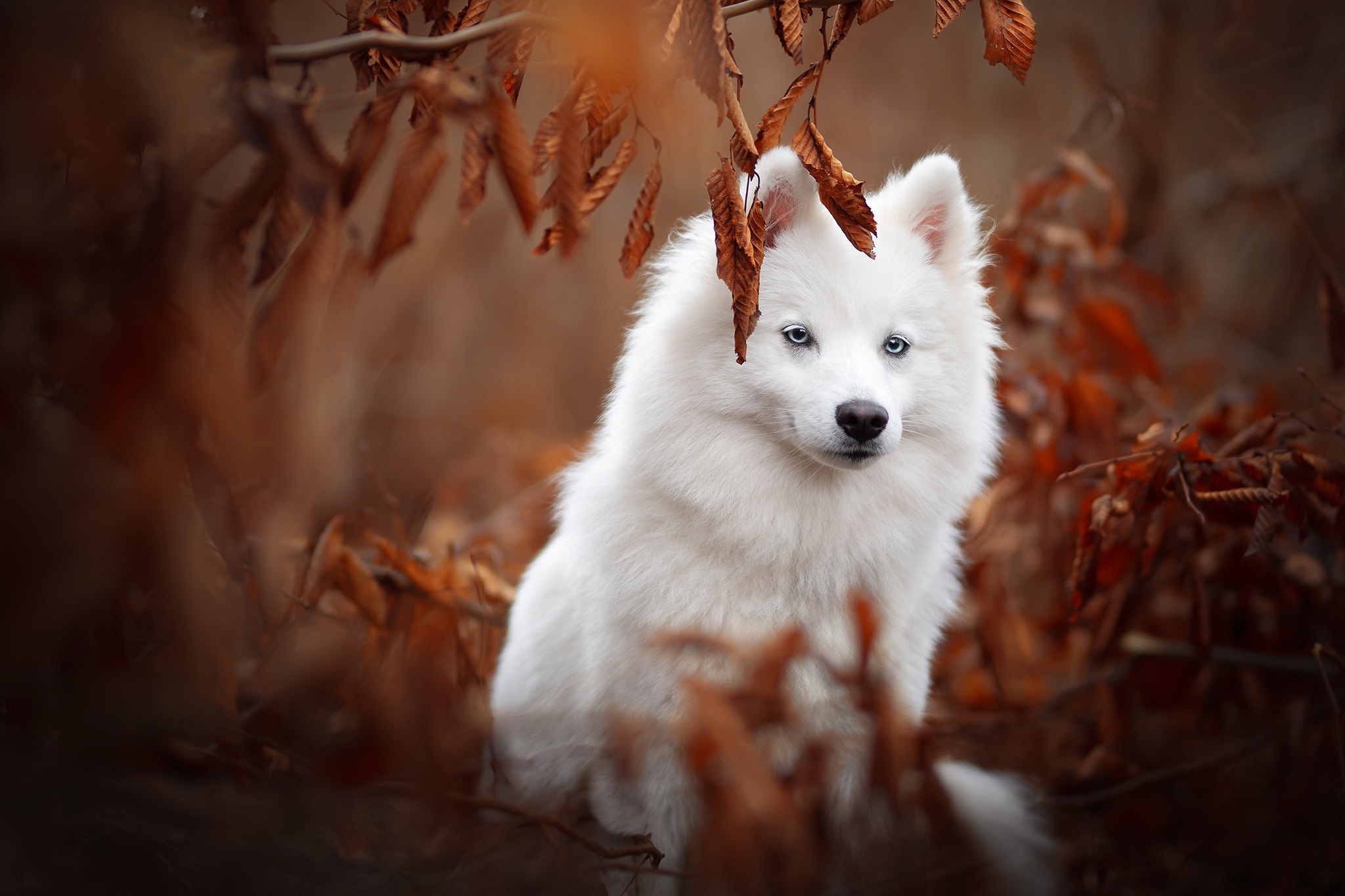 Dog Autumn Computer Wallpapers - Wallpaper Cave