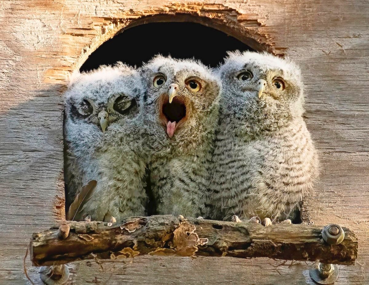 Baby Owl Wallpapers - Wallpaper Cave