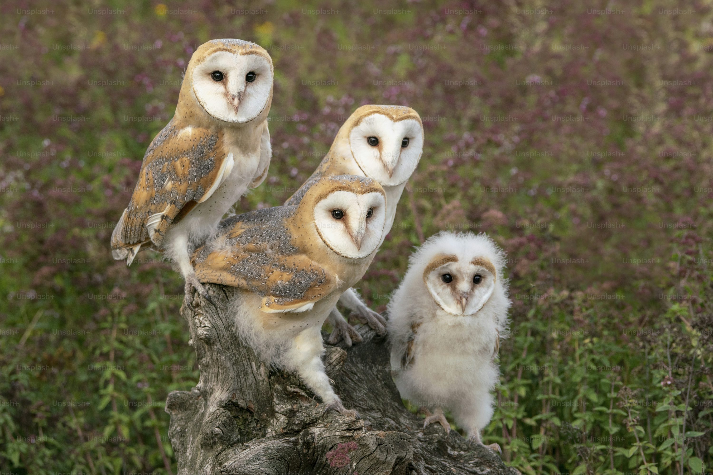 Baby Owl Wallpapers - Wallpaper Cave