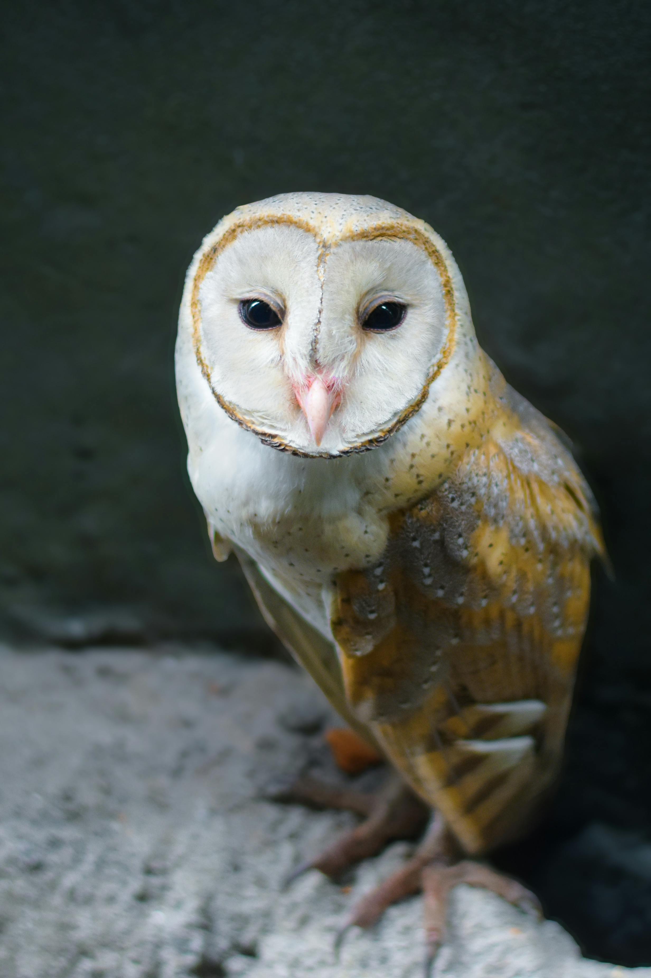 Baby Owl Wallpapers - Wallpaper Cave
