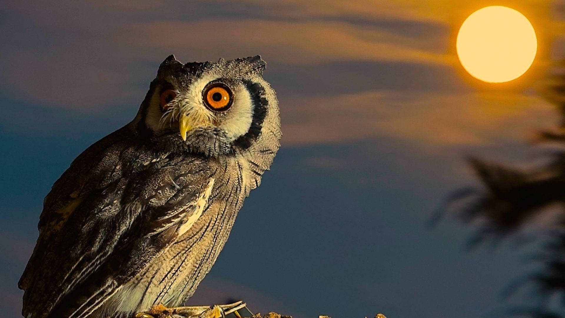 Baby Owl Wallpapers - Wallpaper Cave