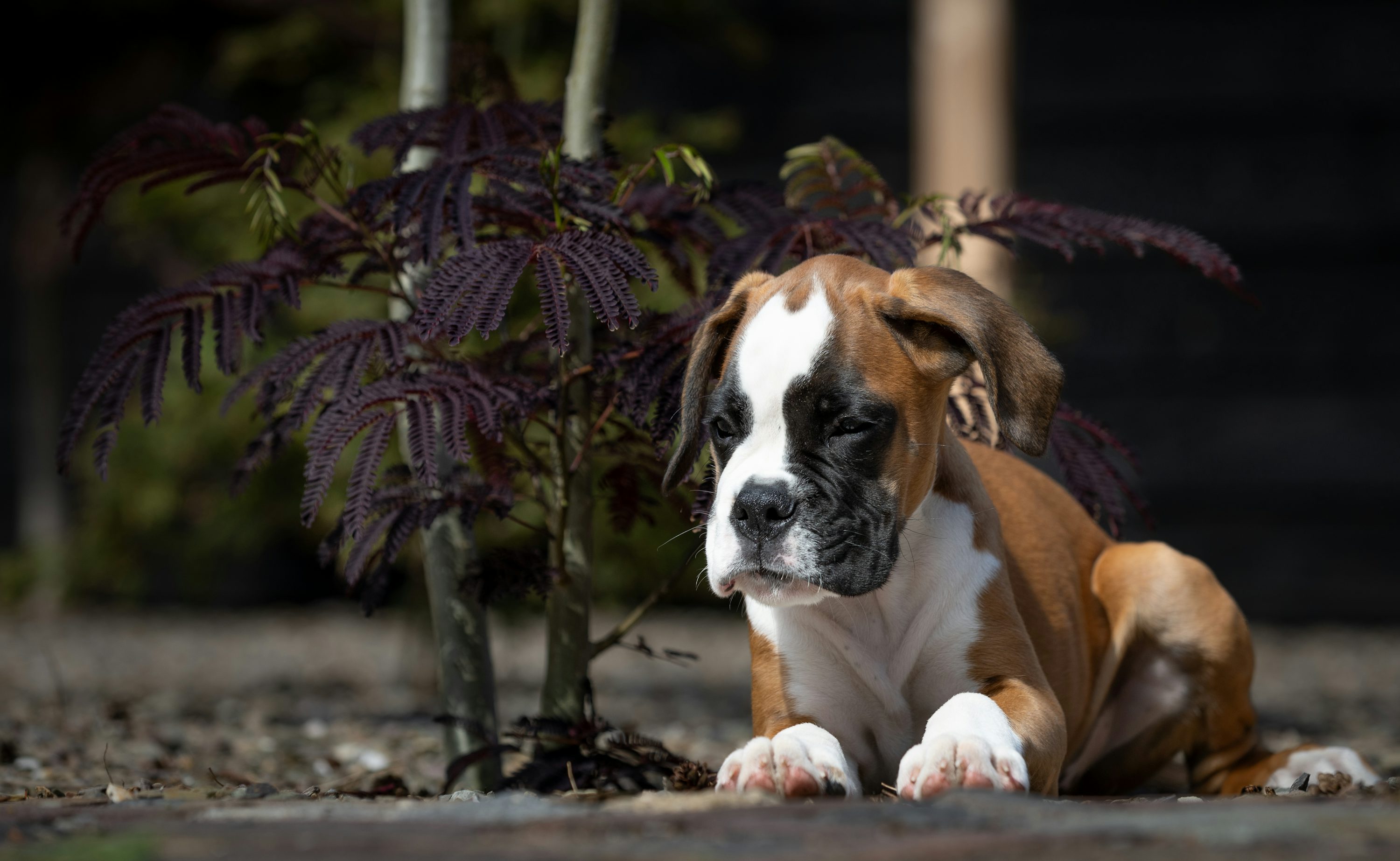 Boxer Puppy Wallpapers - Wallpaper Cave