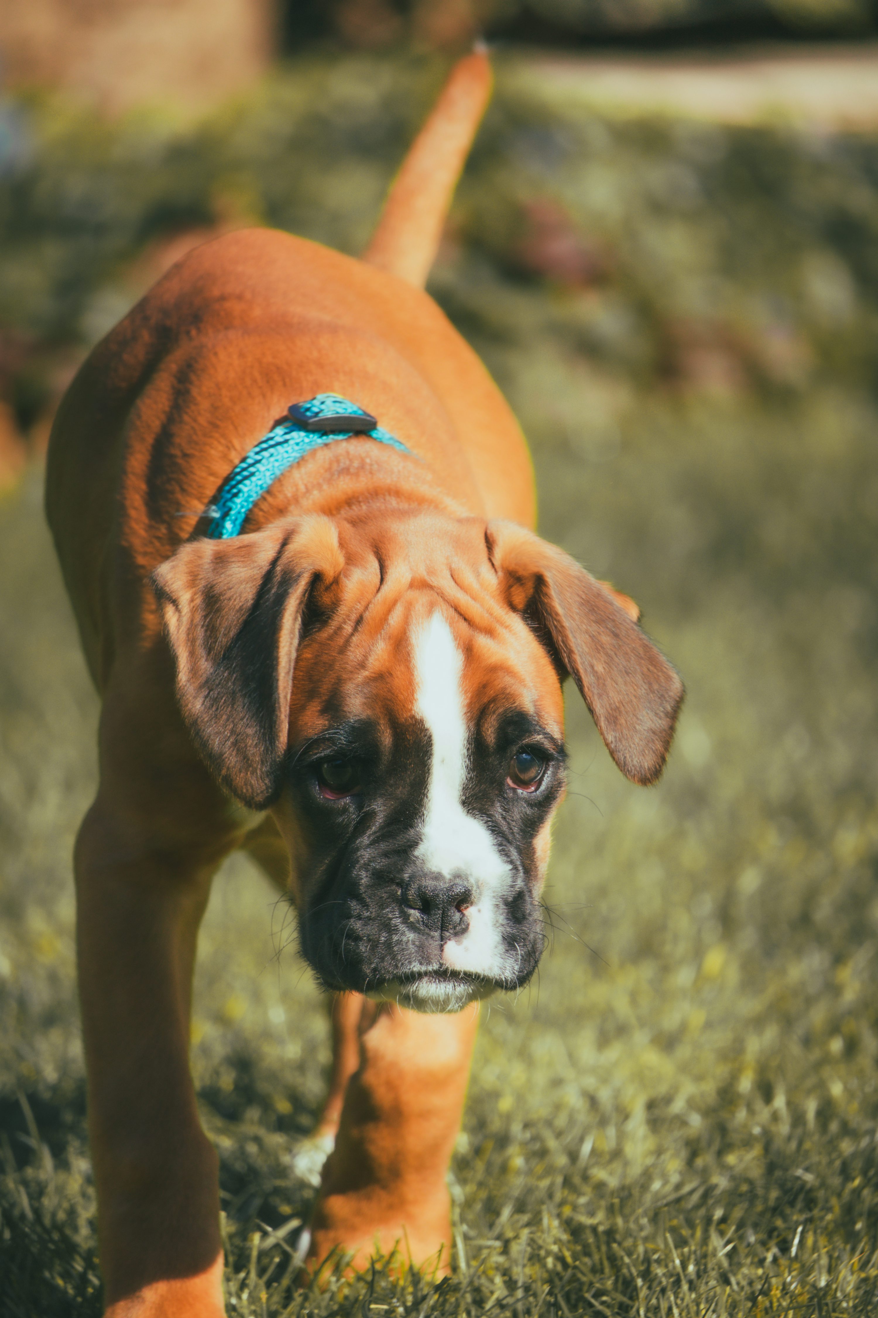 Boxer Puppy Wallpapers - Wallpaper Cave