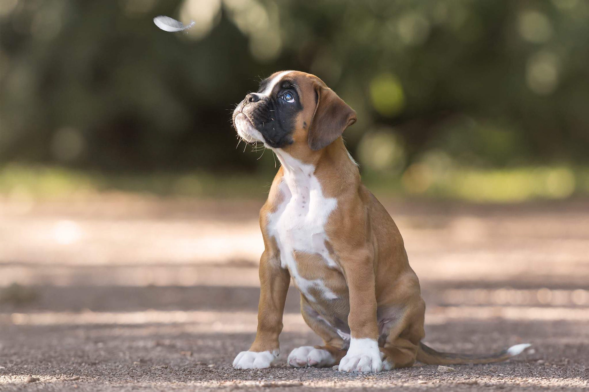 Boxer Puppy Wallpapers - Wallpaper Cave