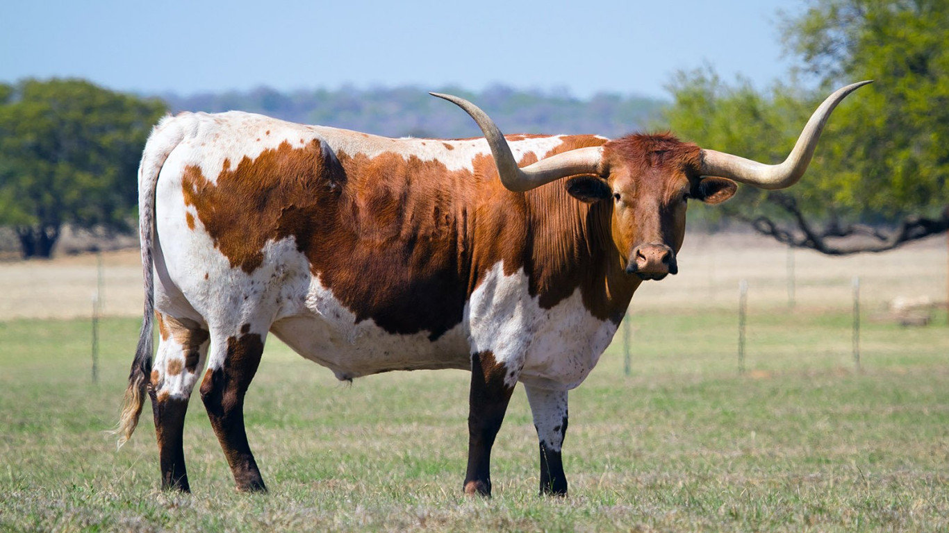 Texas Longhorn 4k Desktop Wallpapers - Wallpaper Cave