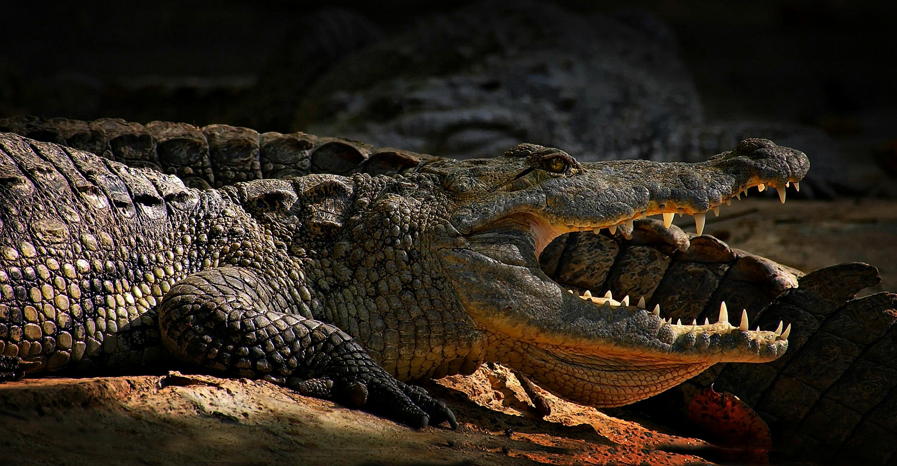 Caiman Wallpapers - Wallpaper Cave